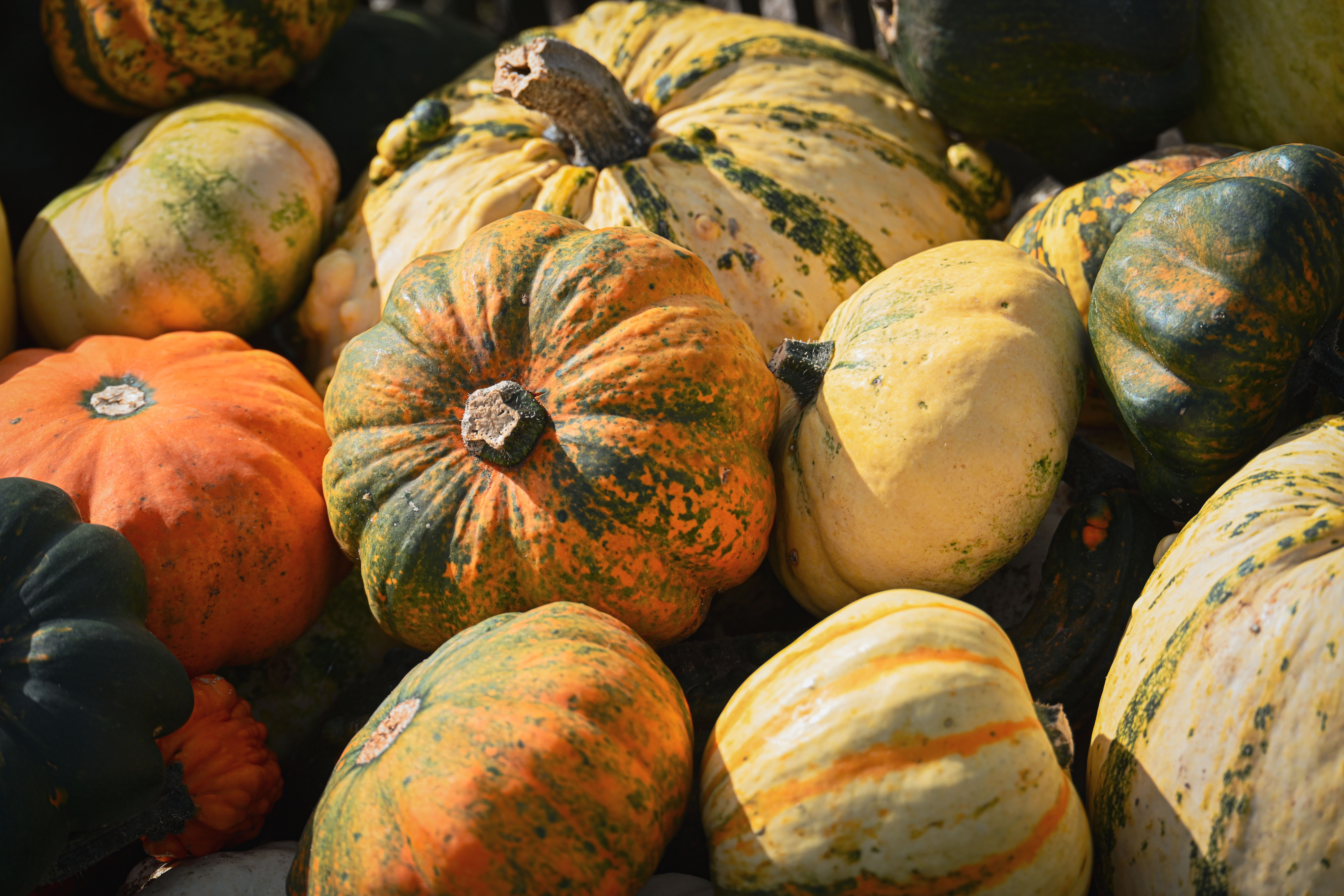 Colorful Variety of Ornamental Pumpkins in Fall · Free Stock Photo