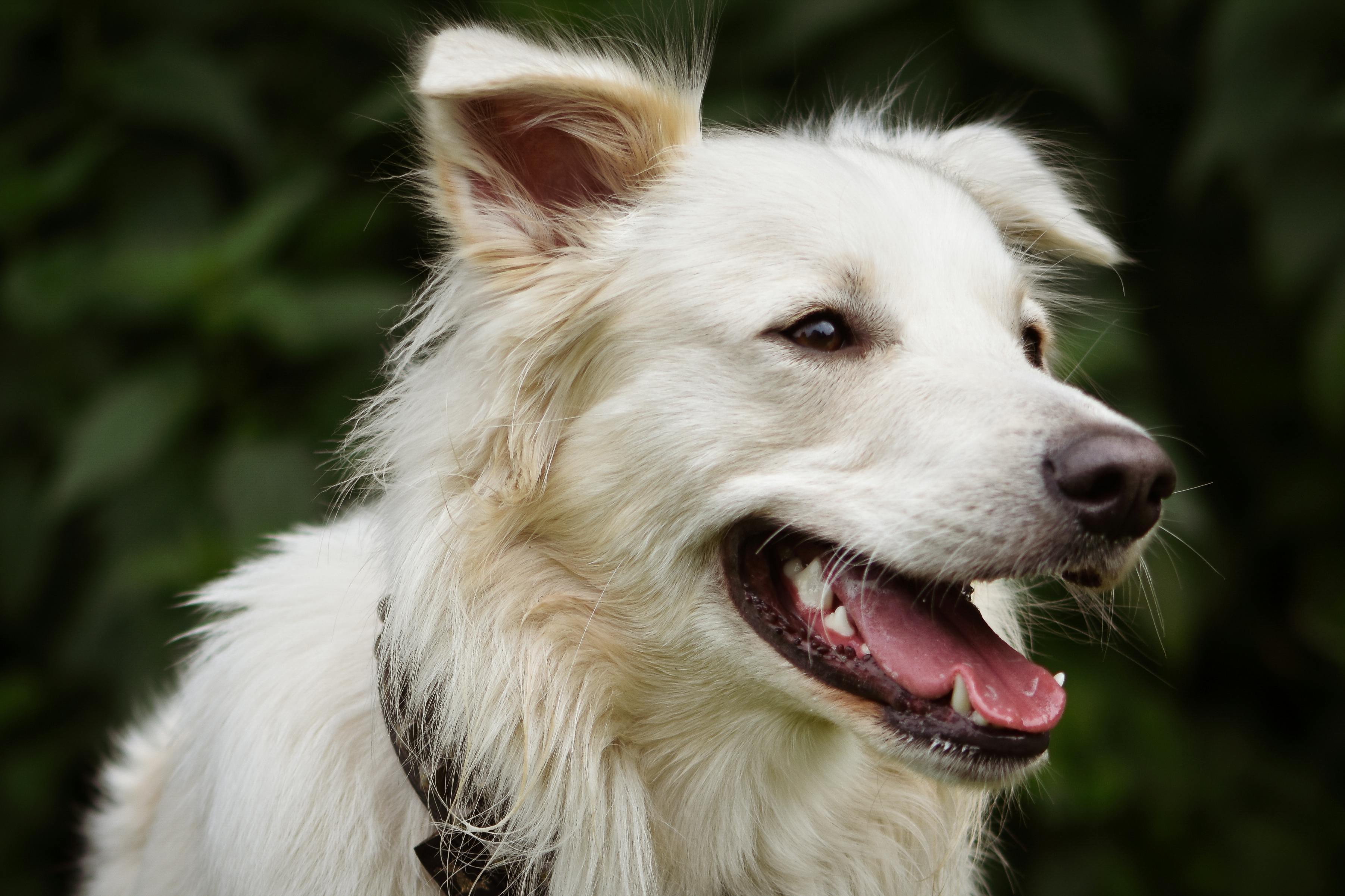 Adorable White Dog in Nature Portrait · Free Stock Photo