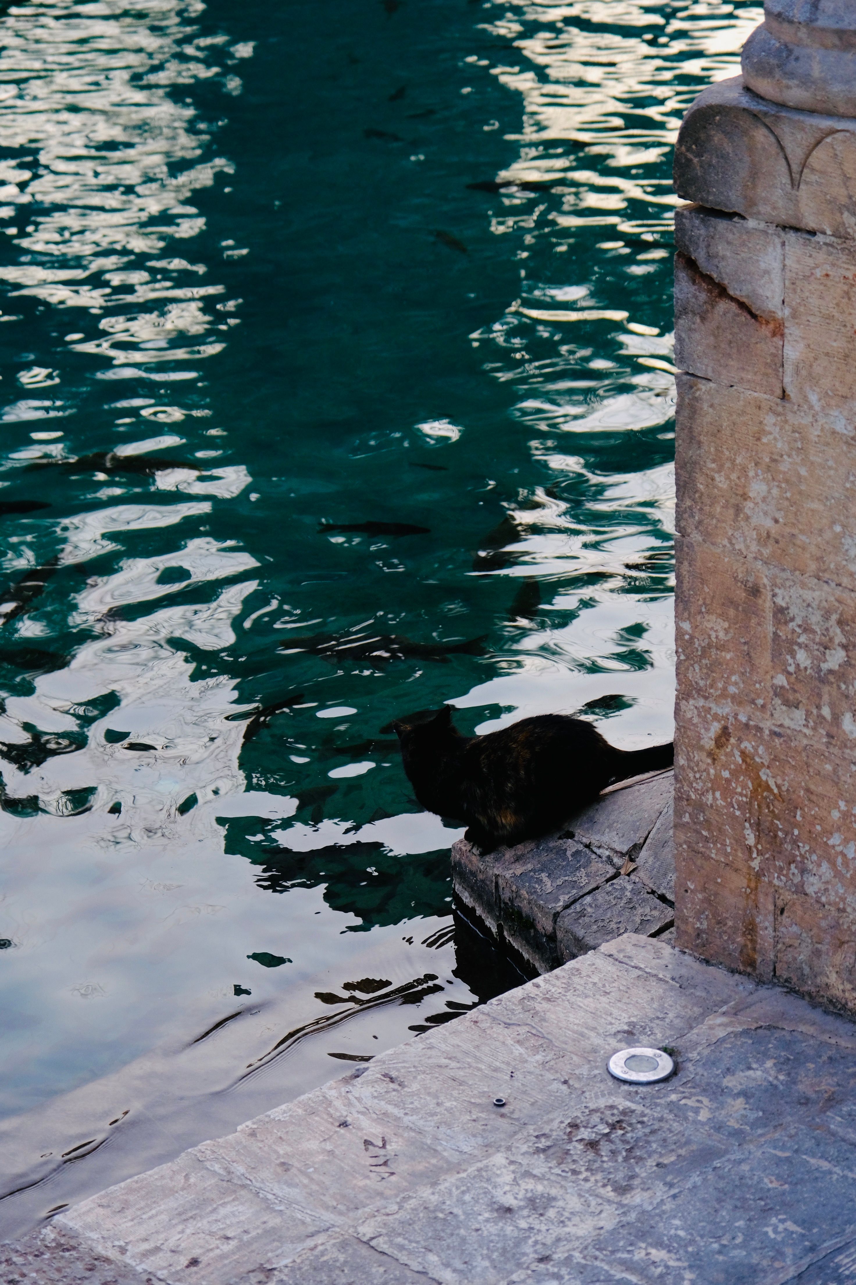 Cat Pic Photos, Download The BEST Free Cat Pic Stock Photos & HD Images