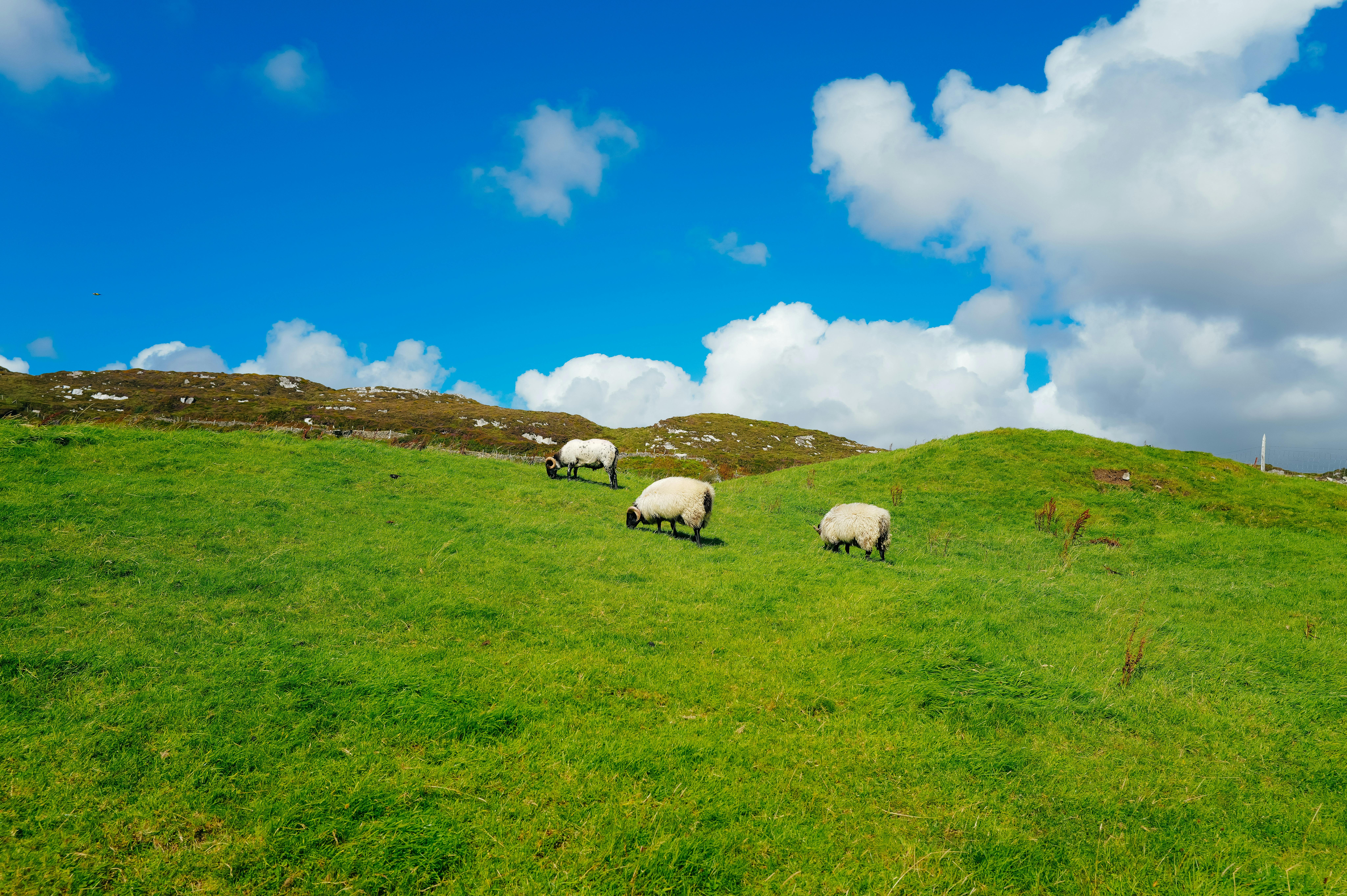 Pictures Of Sheep Photos, Download The BEST Free Pictures Of Sheep ...