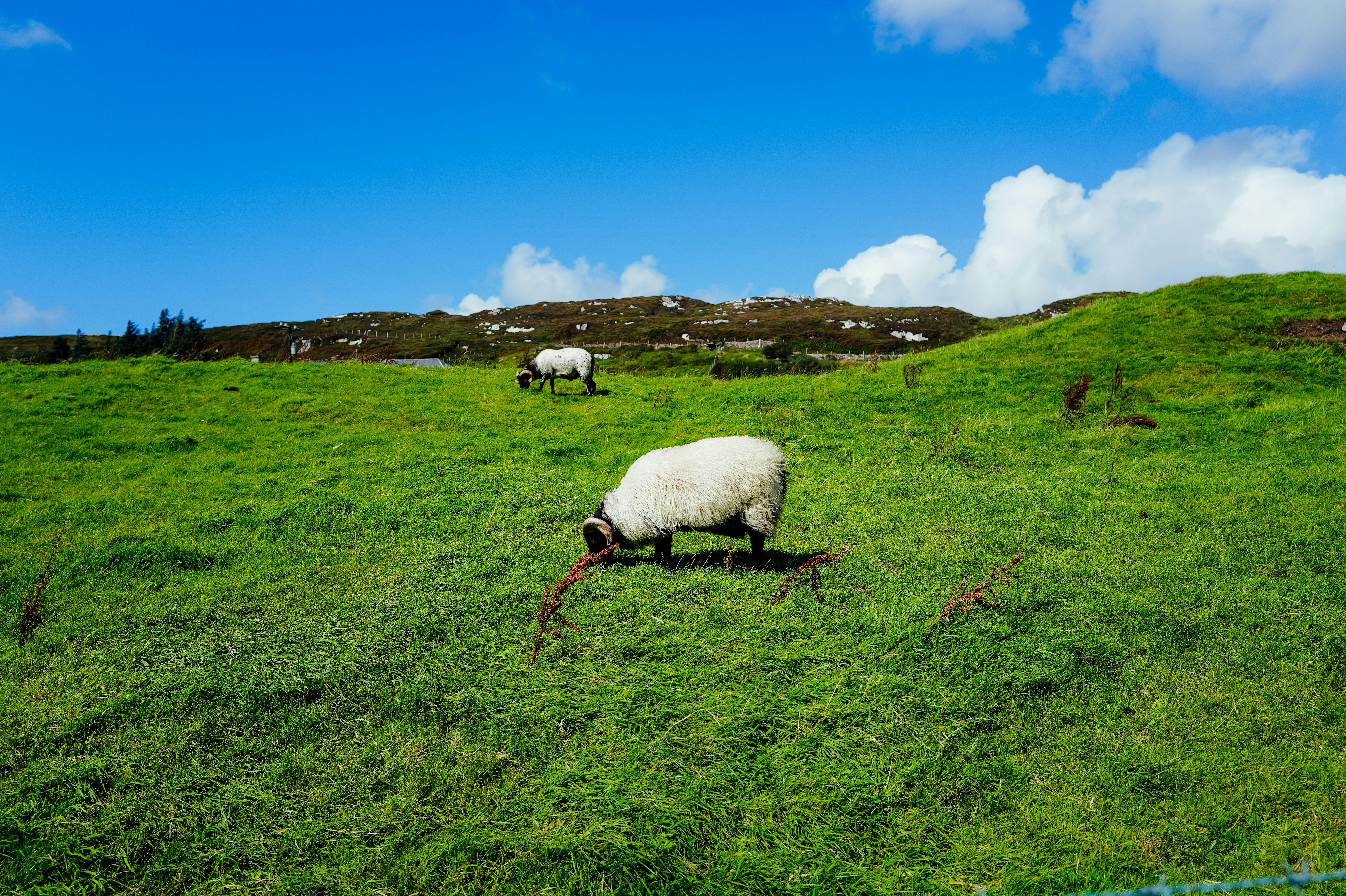 Pictures Of Sheep Photos, Download The BEST Free Pictures Of Sheep ...