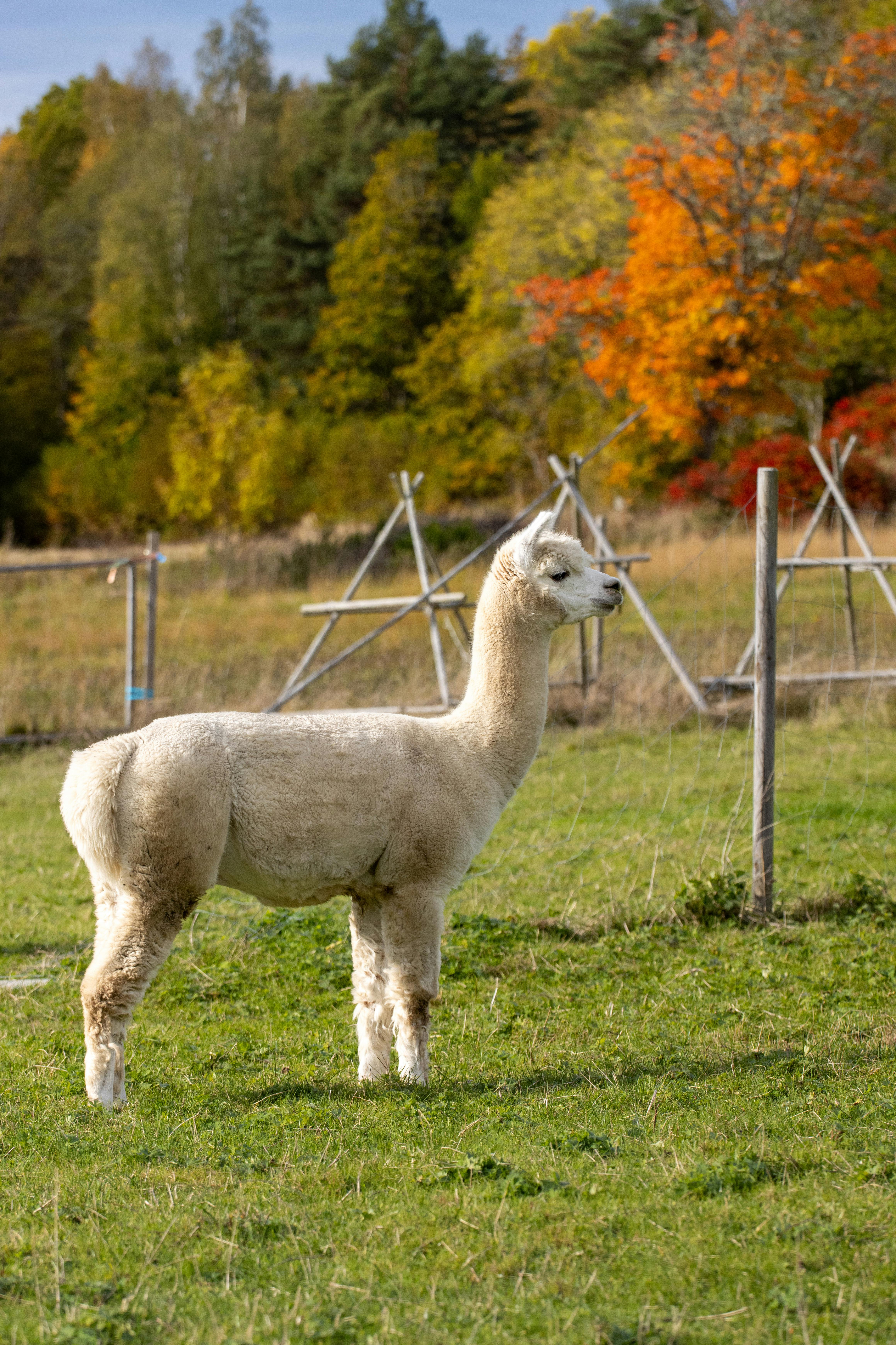 Alpaca in Vibrant Autumn Landscape, Sweden · Free Stock Photo
