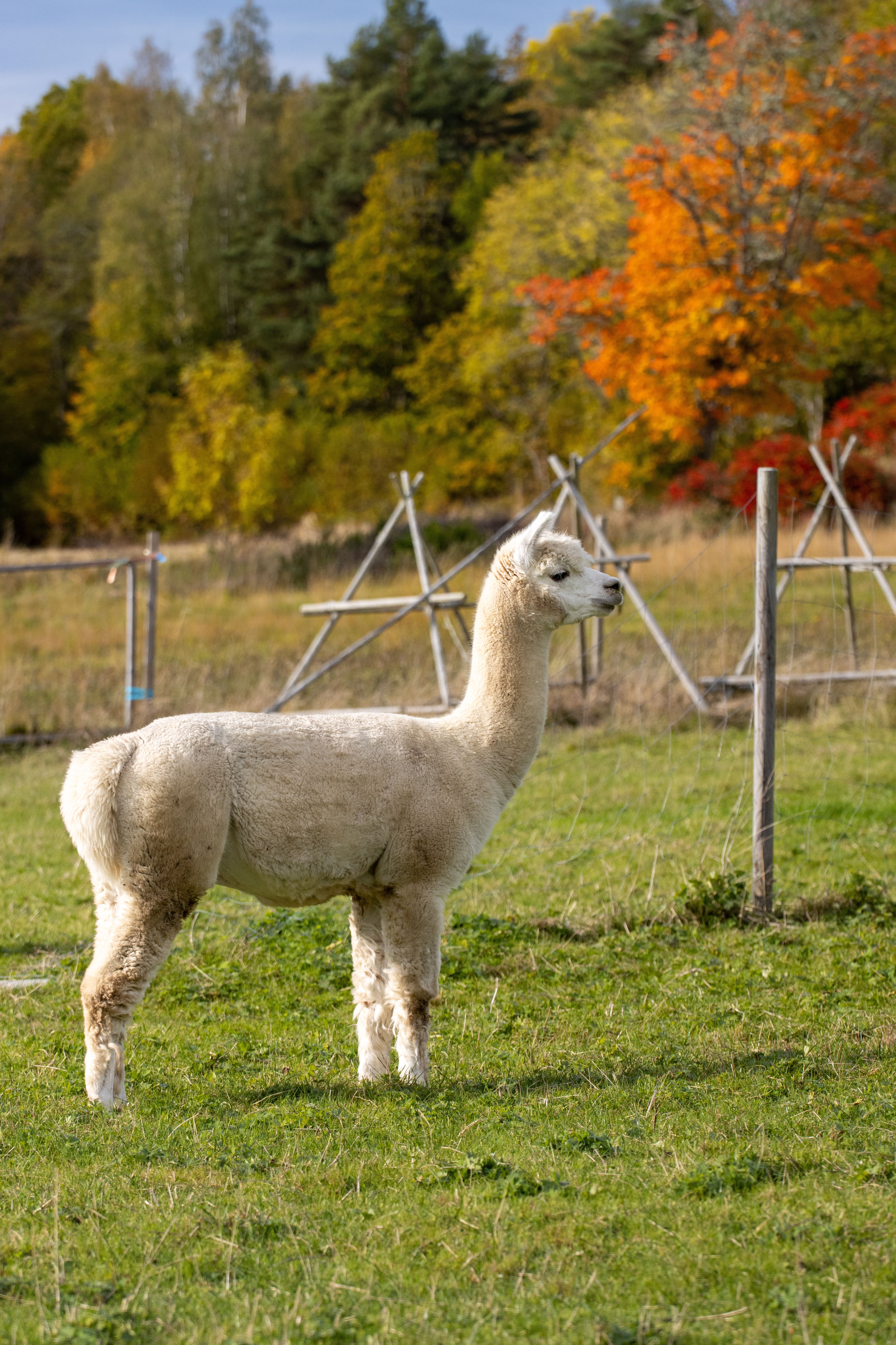 Alpaca in Vibrant Autumn Landscape, Sweden · Free Stock Photo