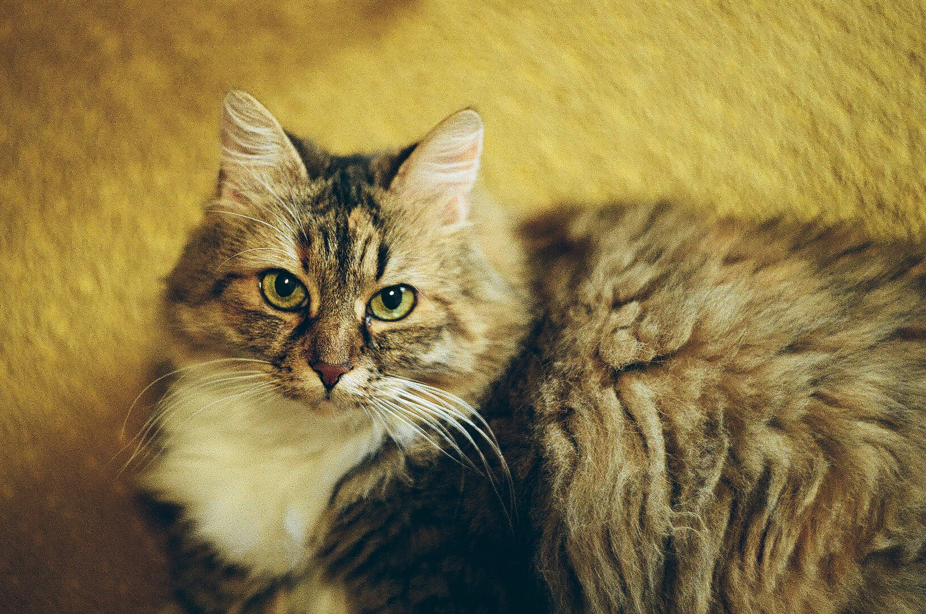 Fur Grains Photos, Download The BEST Free Fur Grains Stock Photos & HD ...