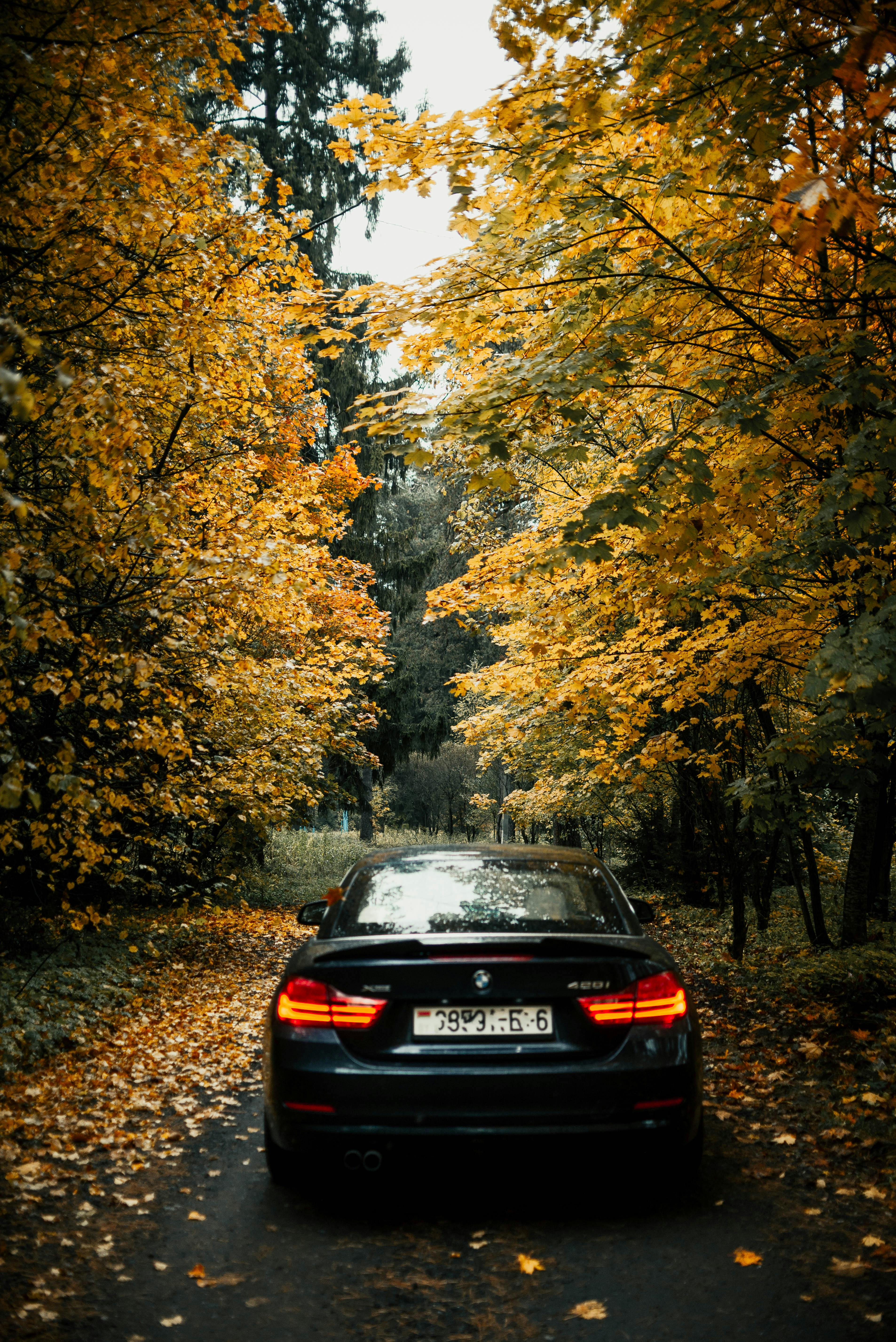 Luxury Car Driving Through Autumn Forest Road · Free Stock Photo