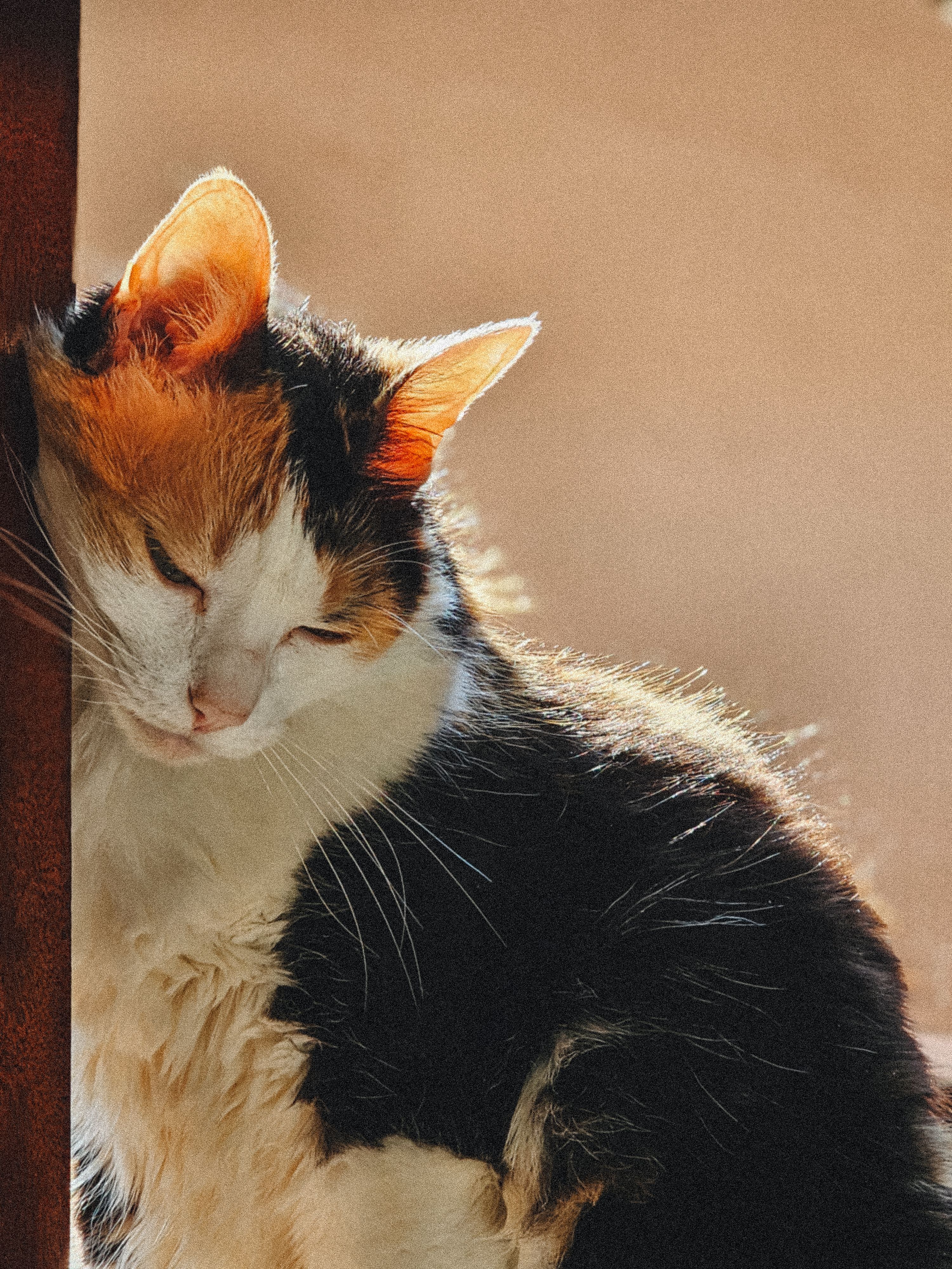 Tri Colored Cat Photos, Download The BEST Free Tri Colored Cat Stock ...