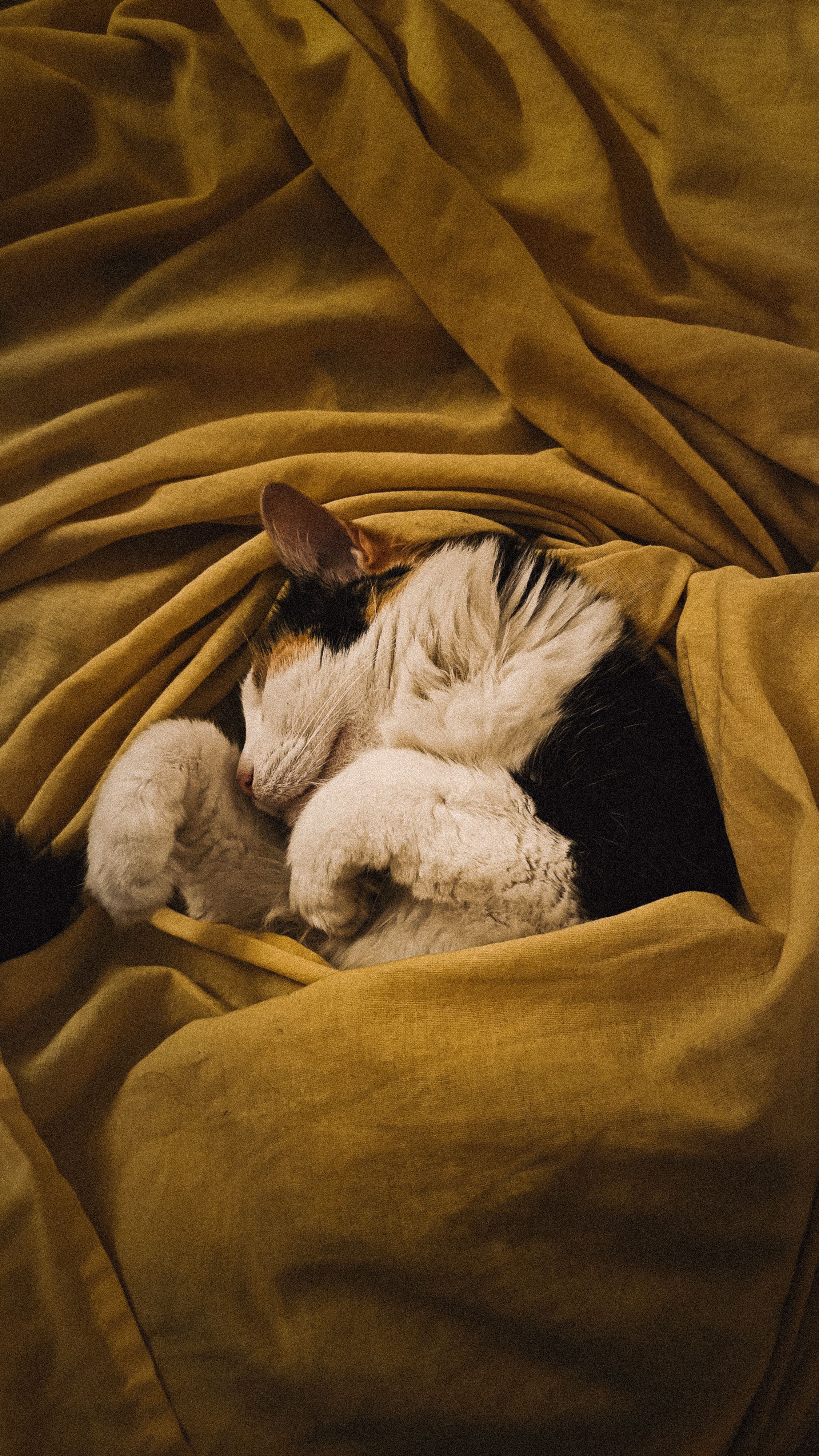 Cat Pic Photos, Download The BEST Free Cat Pic Stock Photos & HD Images