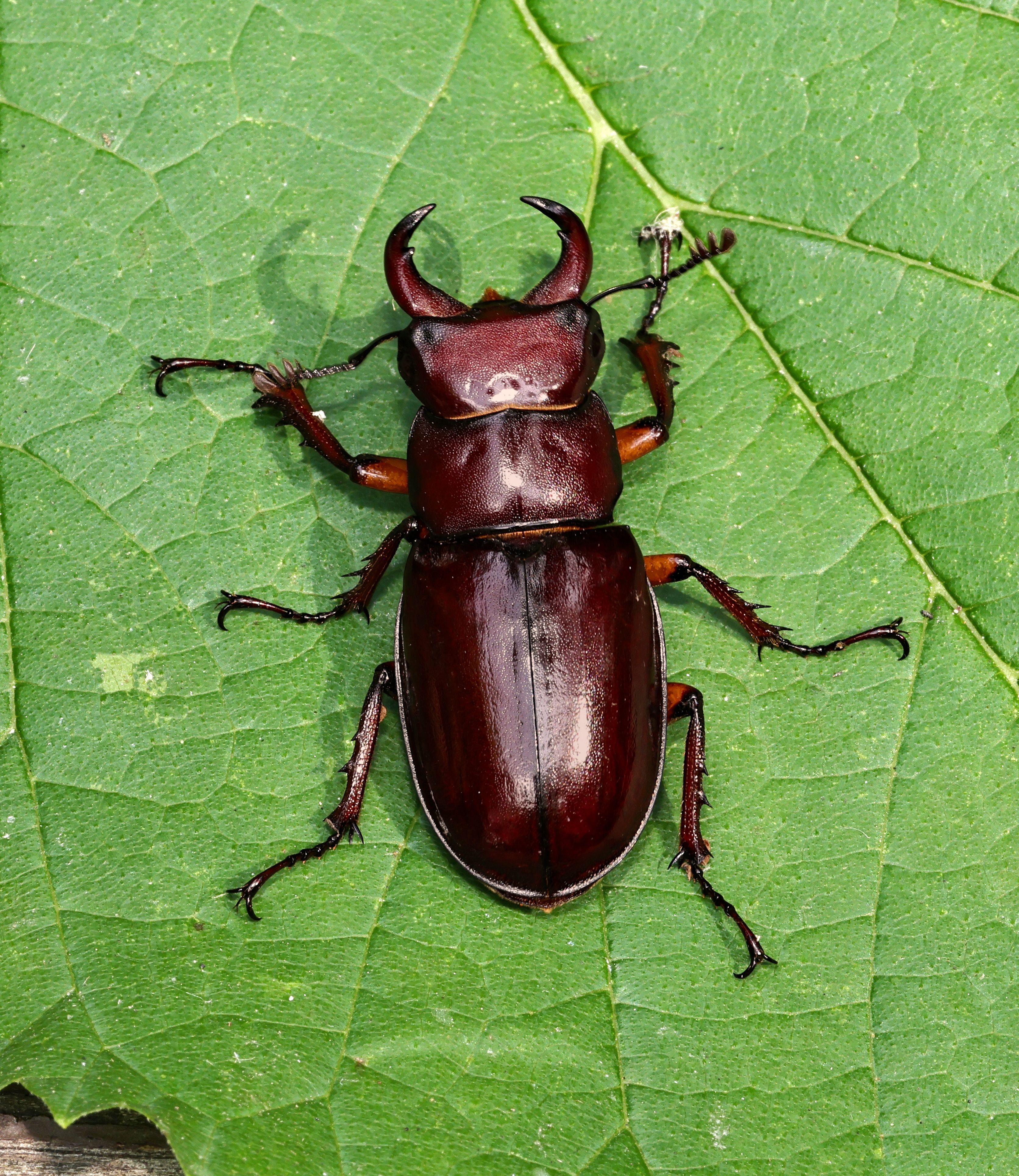 Majestic Stag Beetle on Leaf Surface · Free Stock Photo