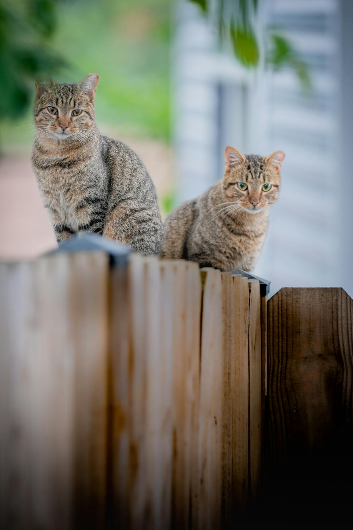 Real Cats Photos, Download The BEST Free Real Cats Stock Photos & HD Images