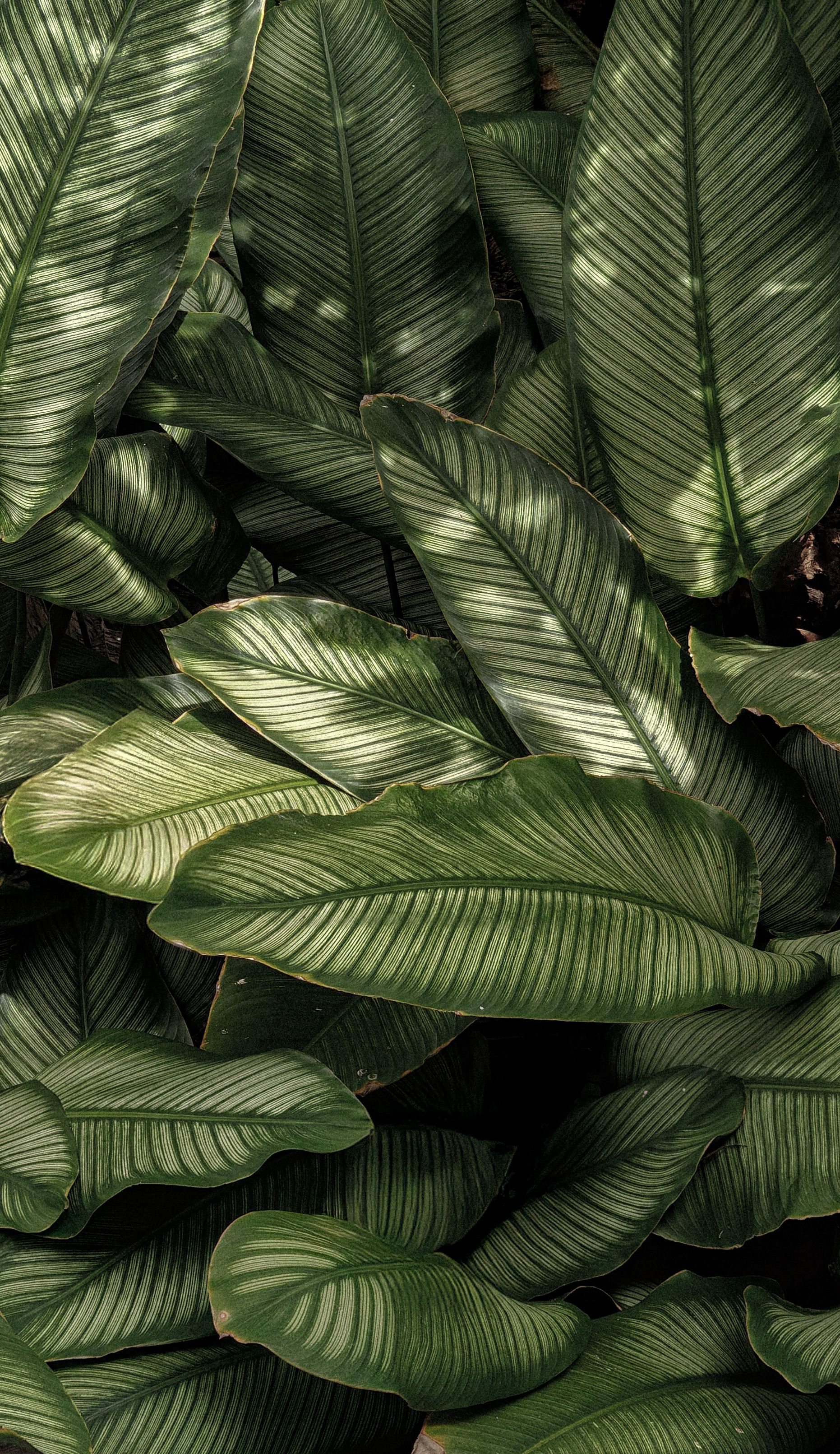 Vibrant Calathea Ornata Leaf Texture Closeup · Free Stock Photo