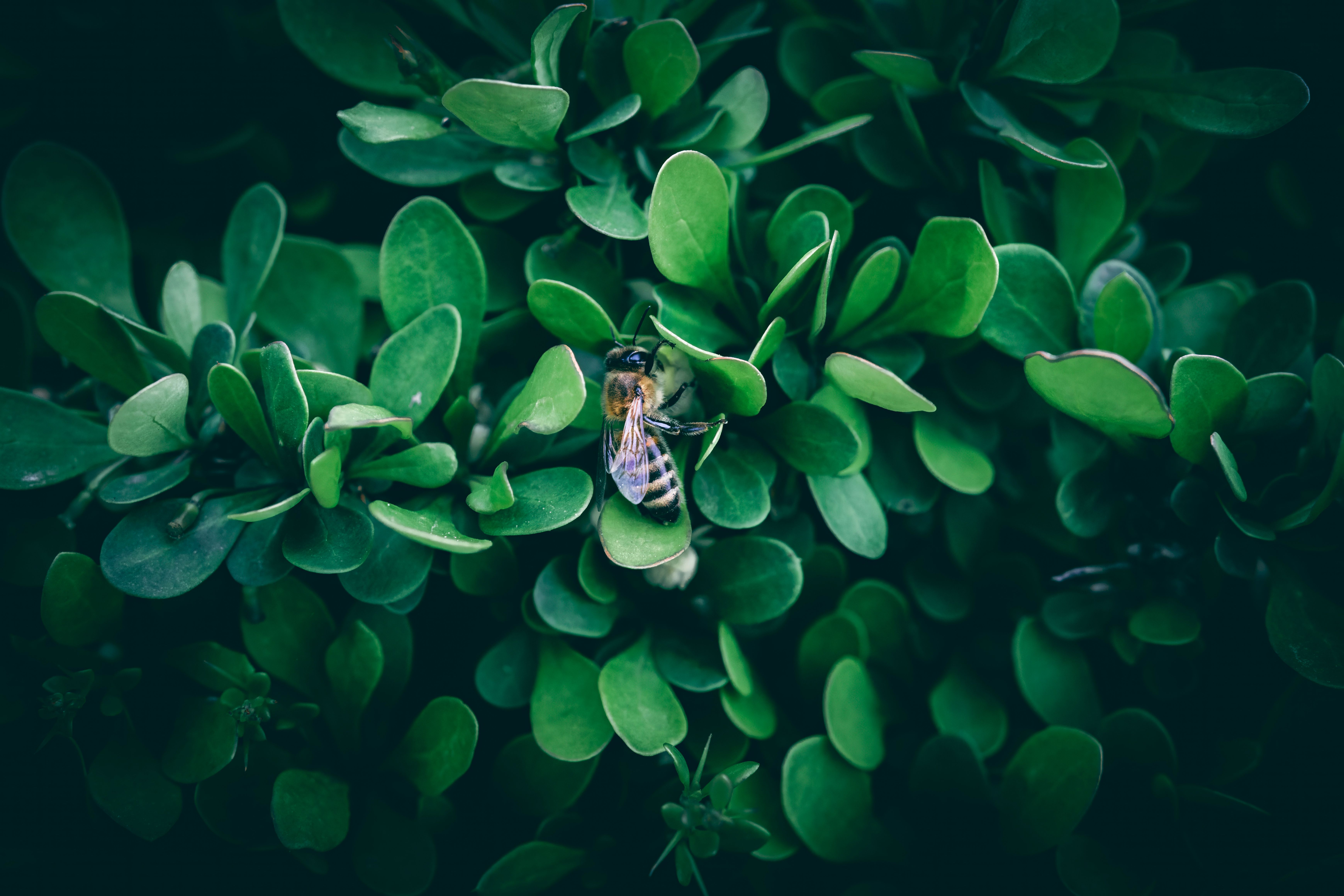 Close-Up of Bee on Lush Green Leaves · Free Stock Photo