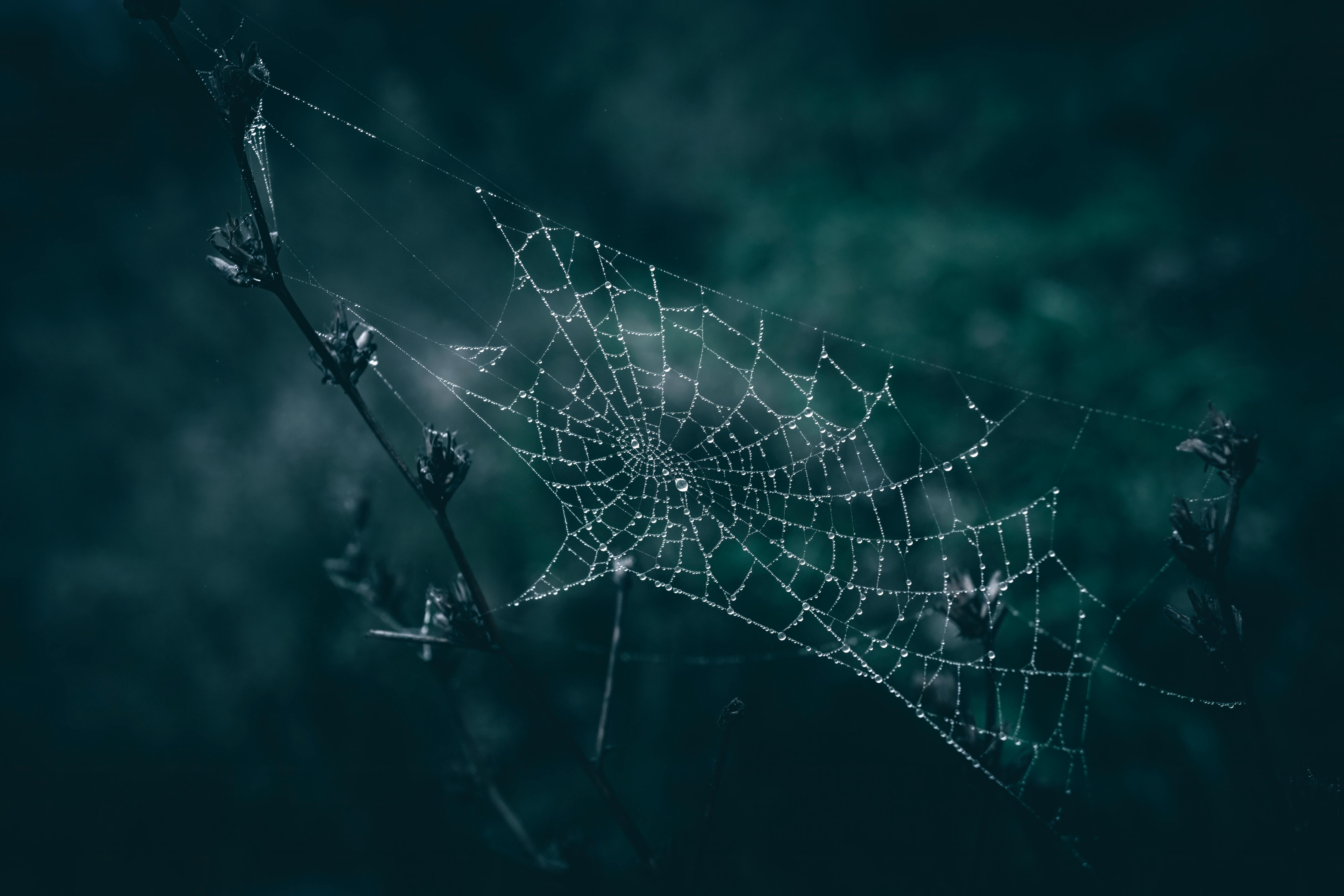Spider Web Black Background Photos, Download The BEST Free Spider Web ...