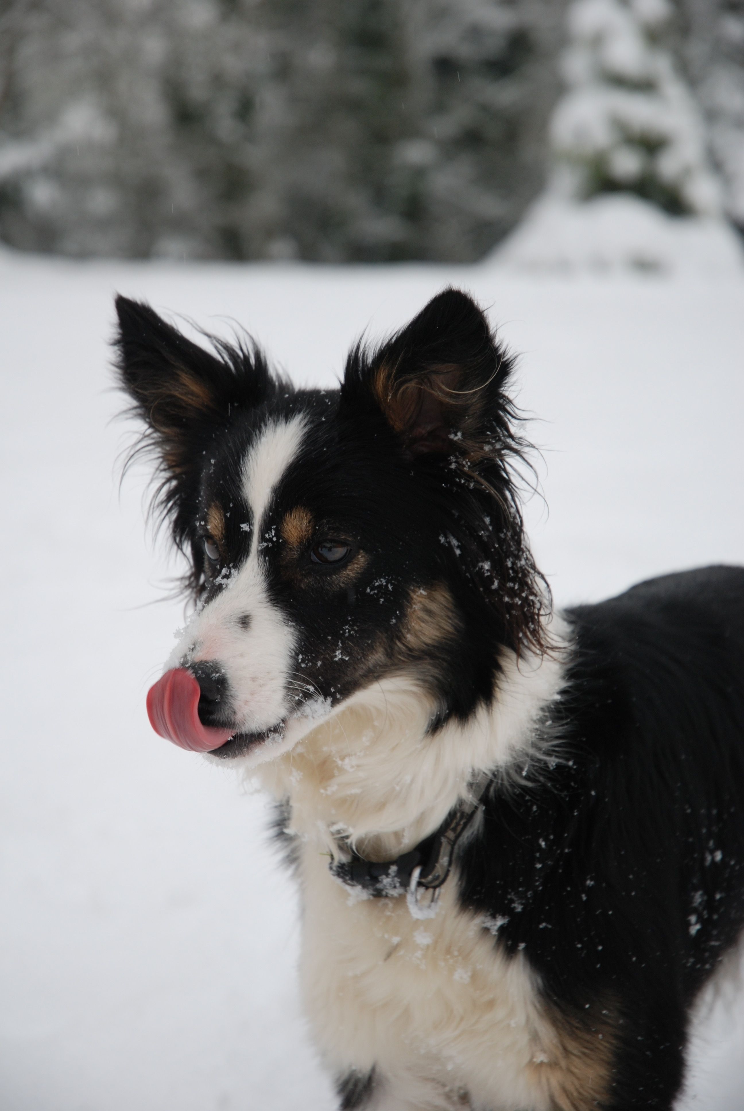 Snowy Day Photos, Download The BEST Free Snowy Day Stock Photos & HD Images