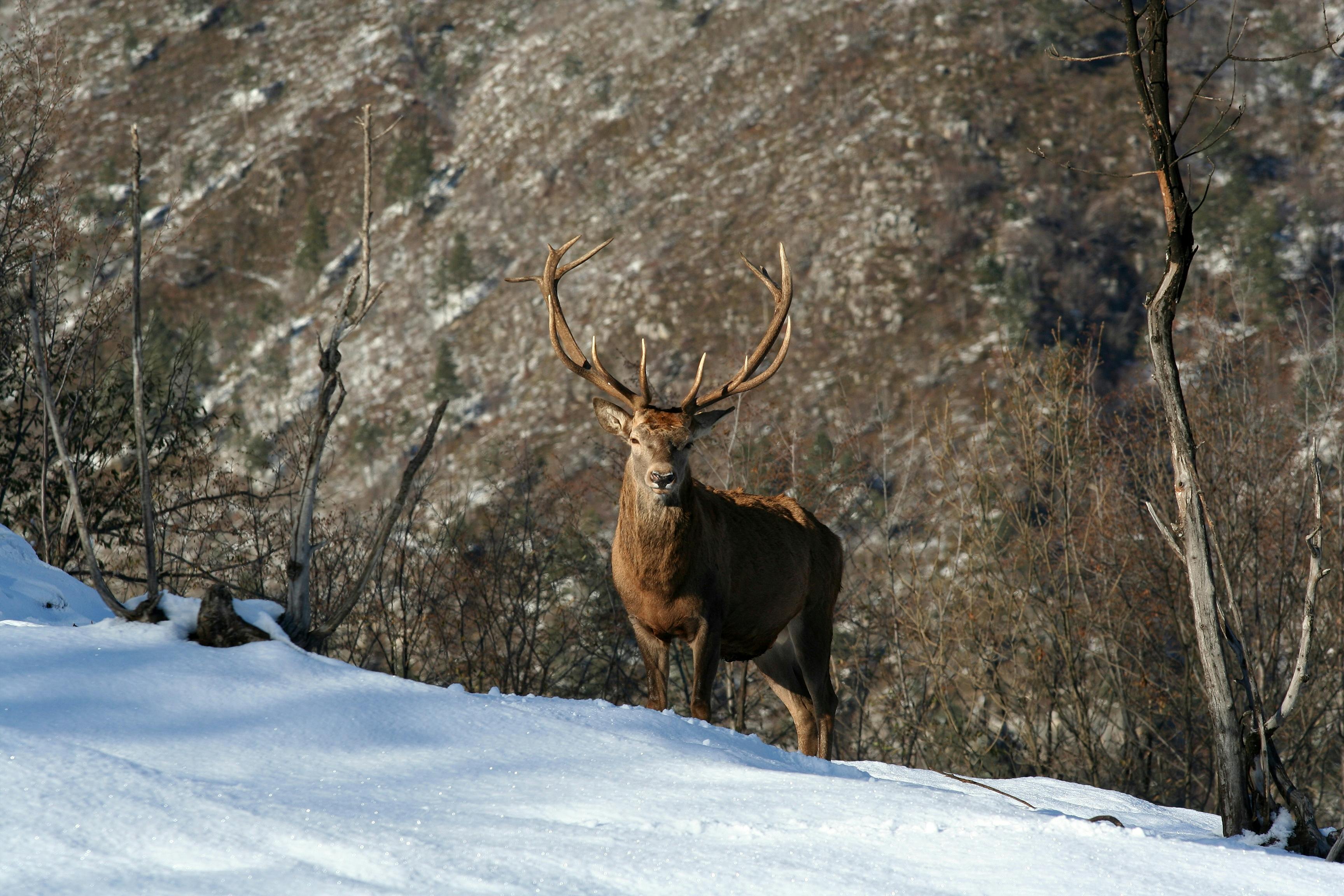 Nature Realistic Photos, Download The BEST Free Nature Realistic Stock ...