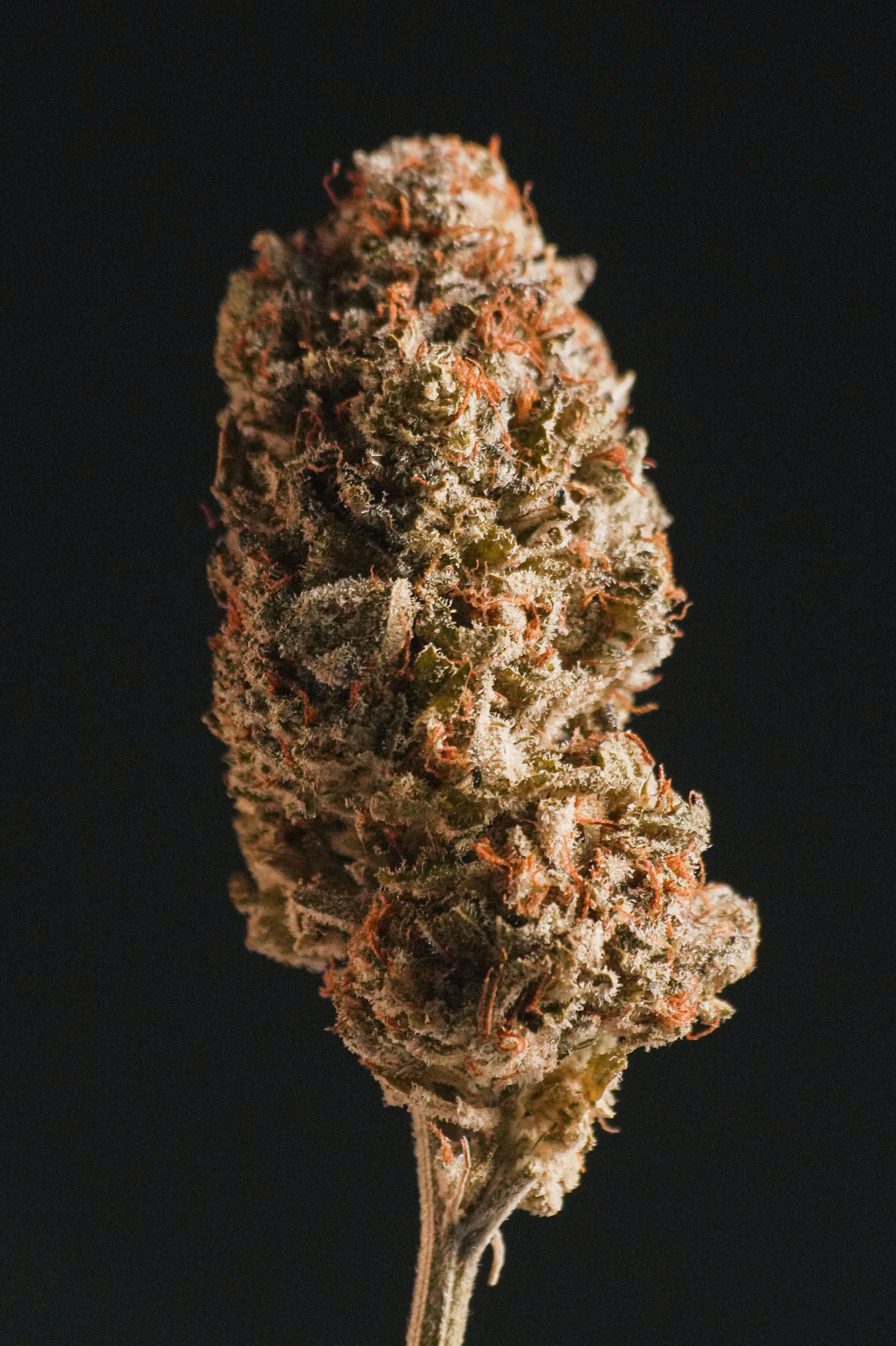 Close-up of Frosty Cannabis Bud on Black Background · Free Stock Photo