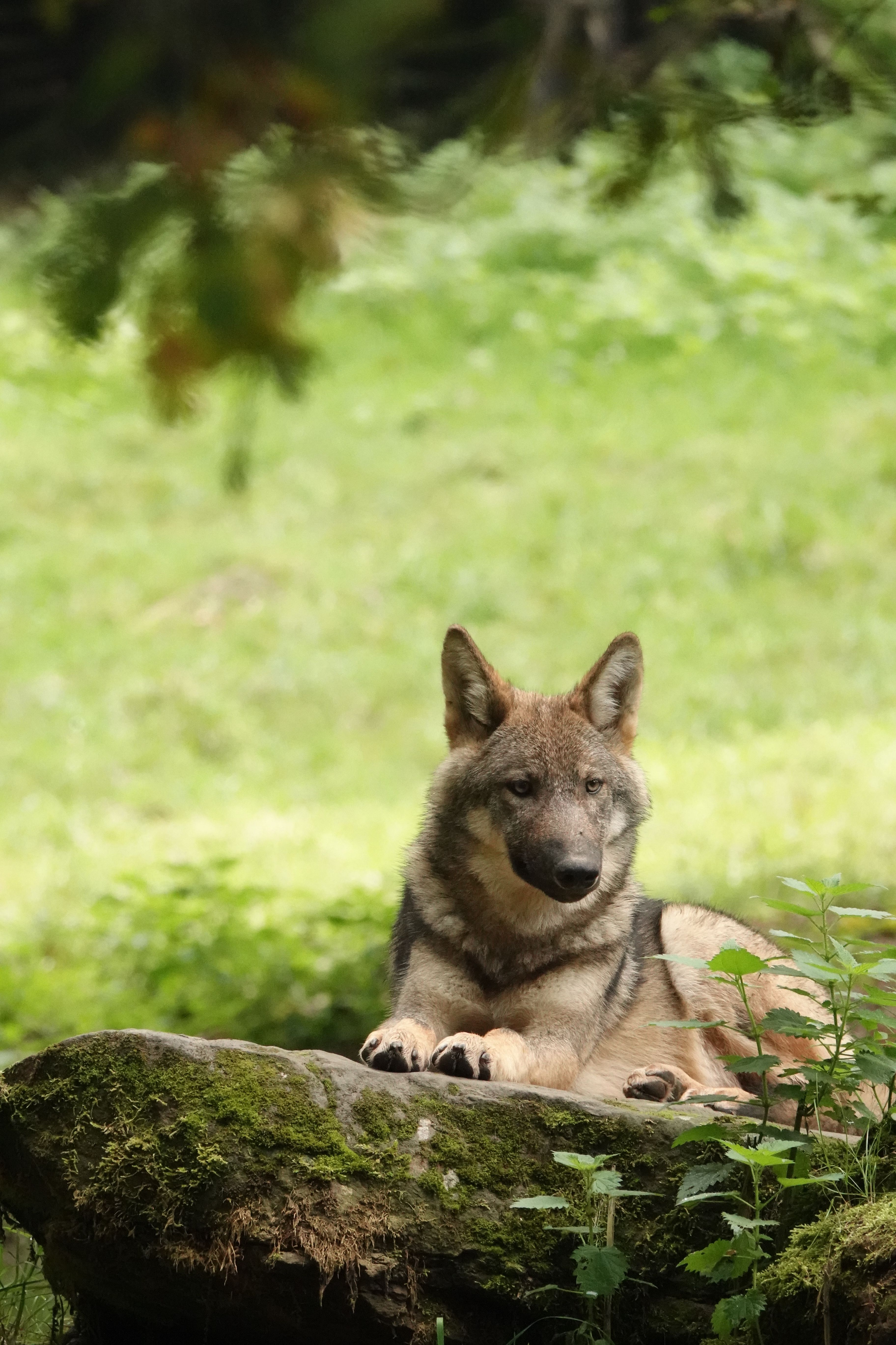 Animal Images Wolf With Forest Photos, Download The BEST Free Animal ...