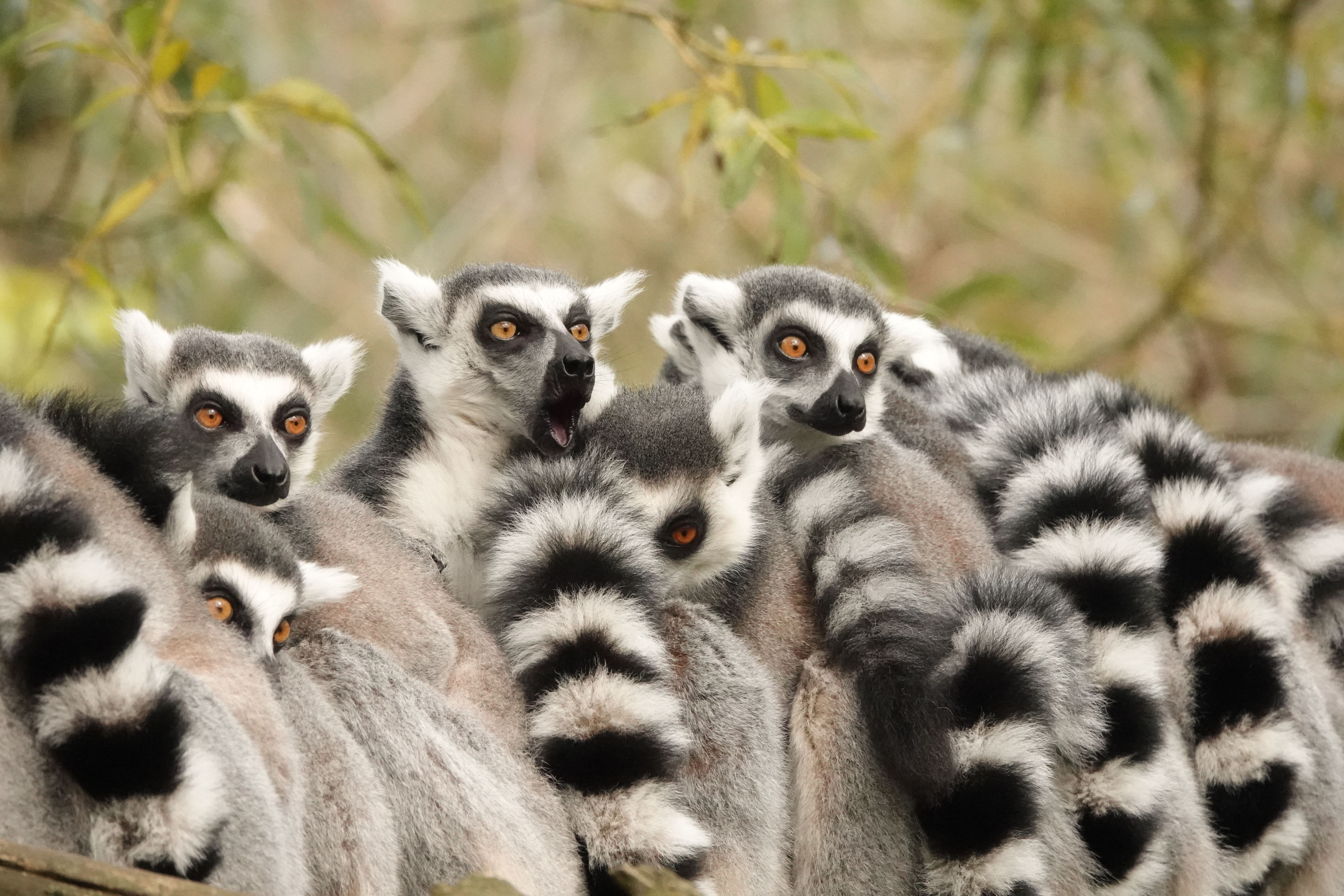 Group of Ring-tailed Lemurs in Natural Habitat · Free Stock Photo
