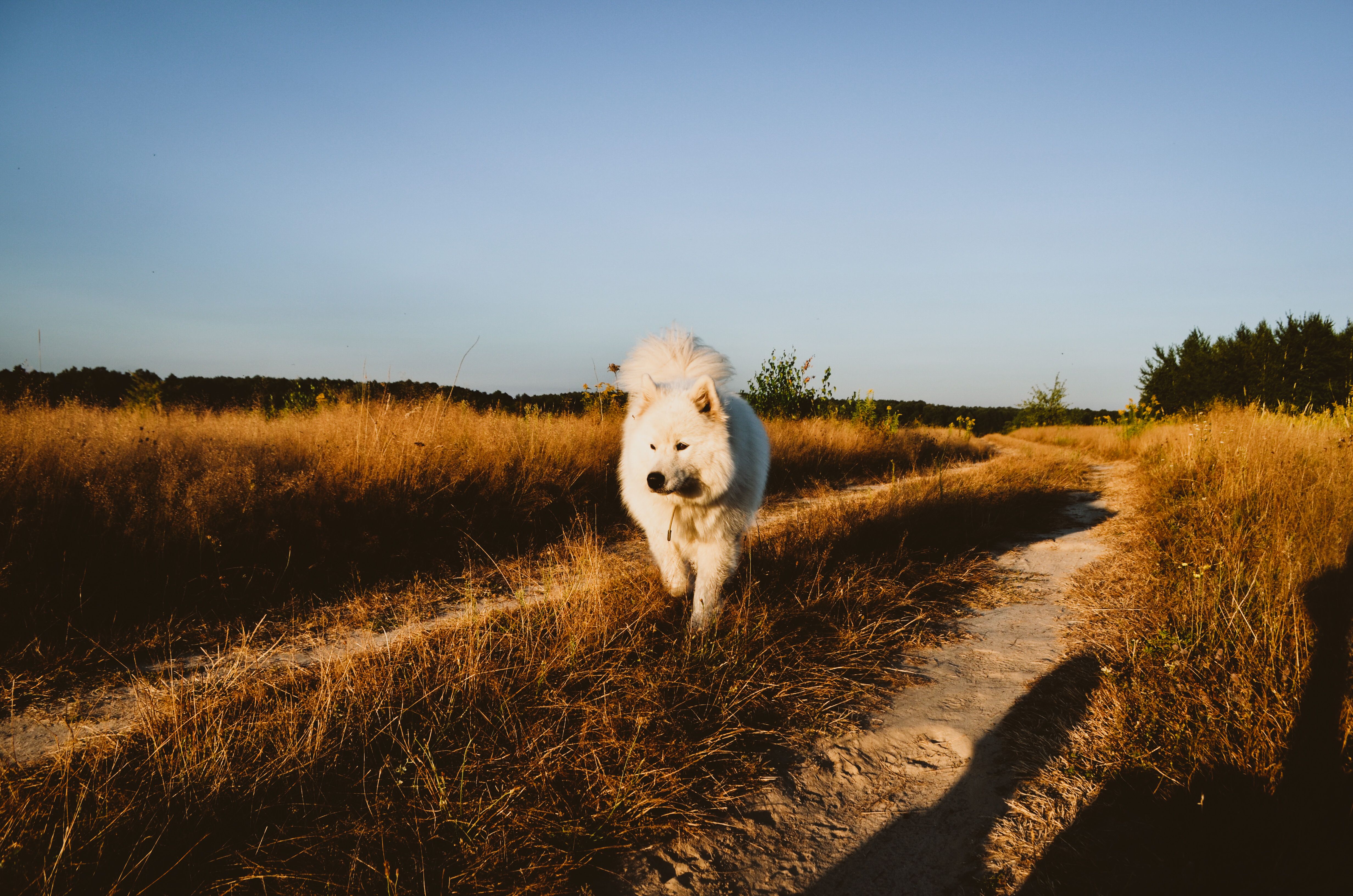 Samoyed Dog Walking in Sunny Ukrainian Field · Free Stock Photo