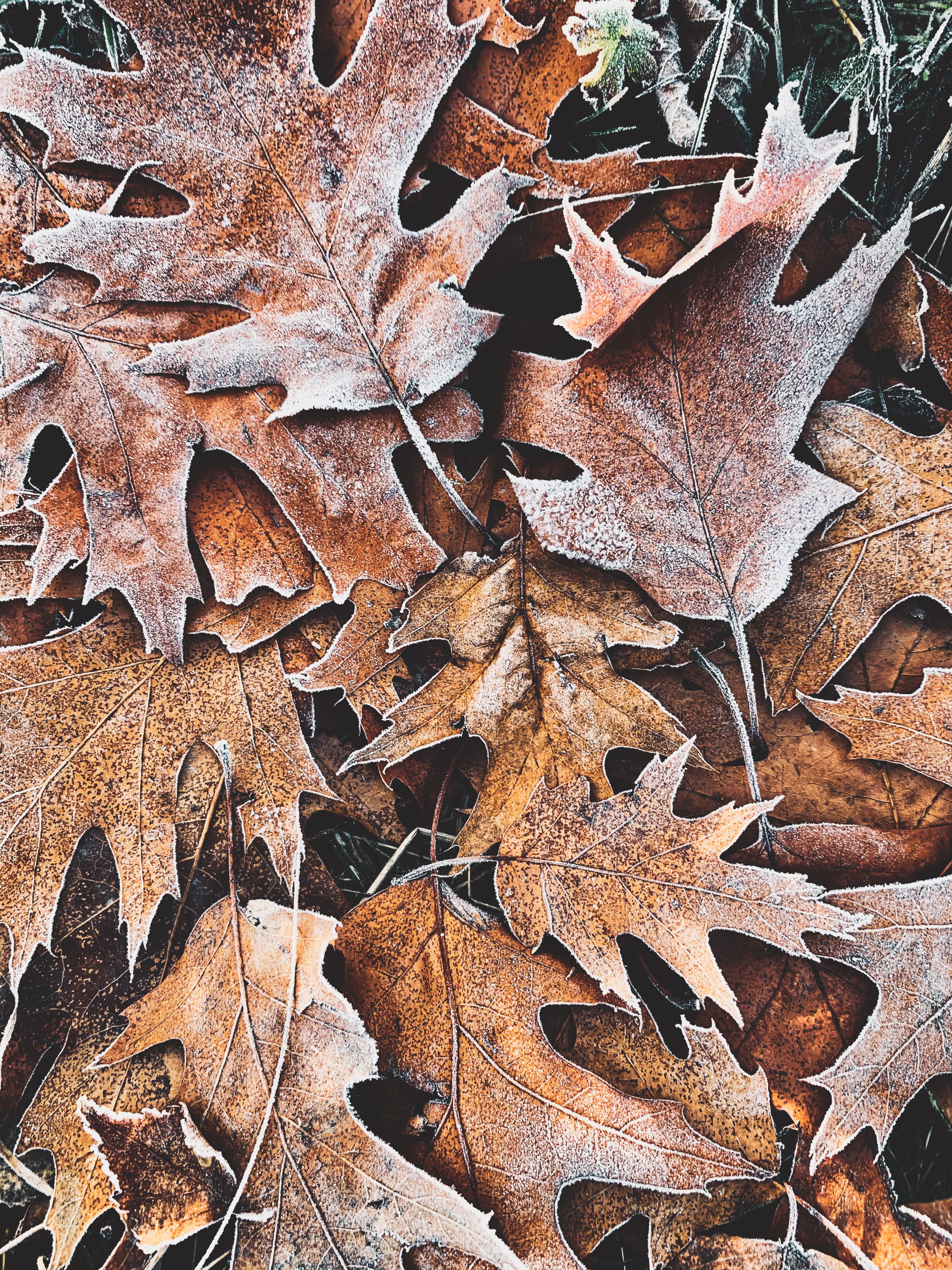 Vertex Background Photos, Download The BEST Free Vertex Background ...