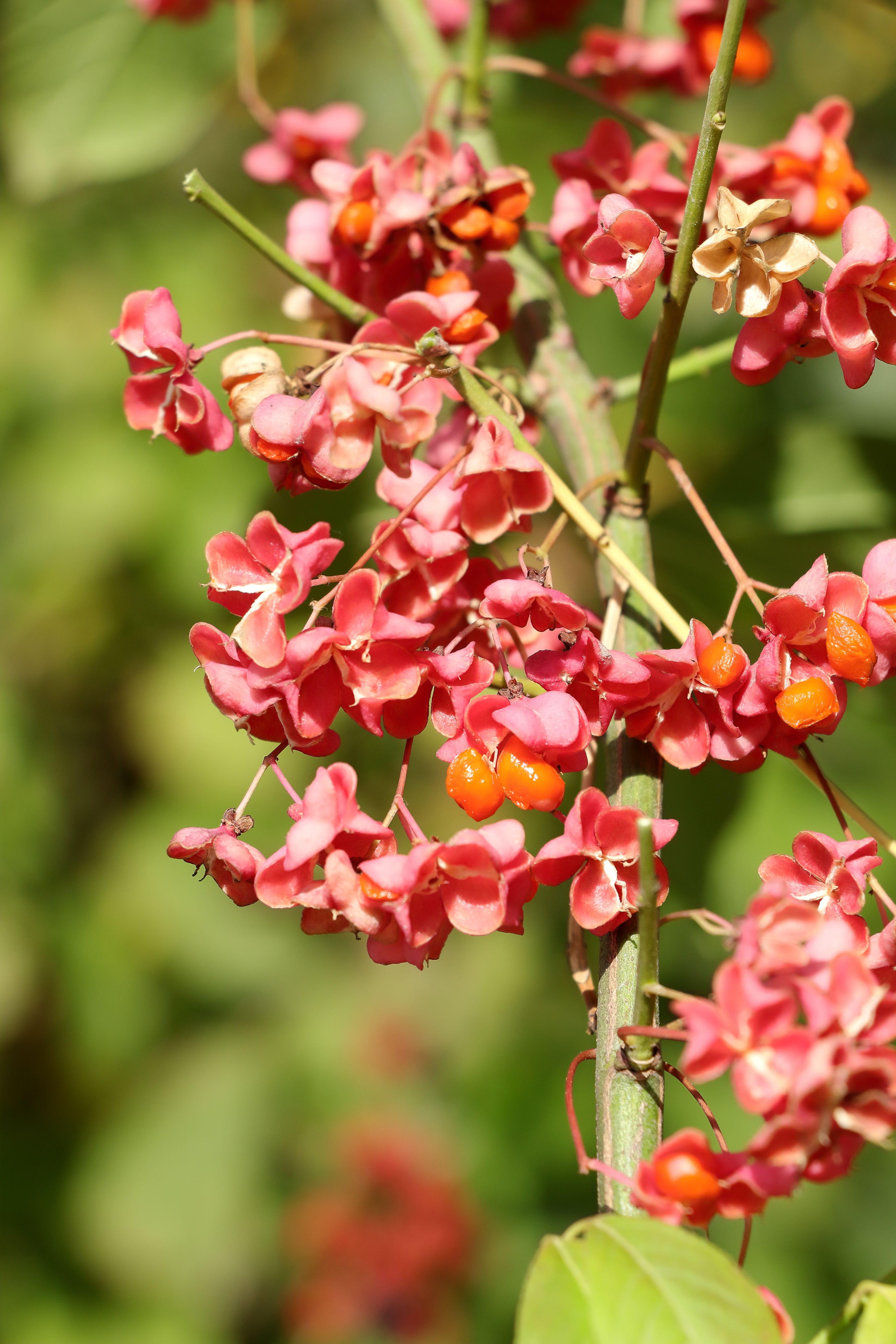 Vibrant Spindle Berries in Full Bloom · Free Stock Photo