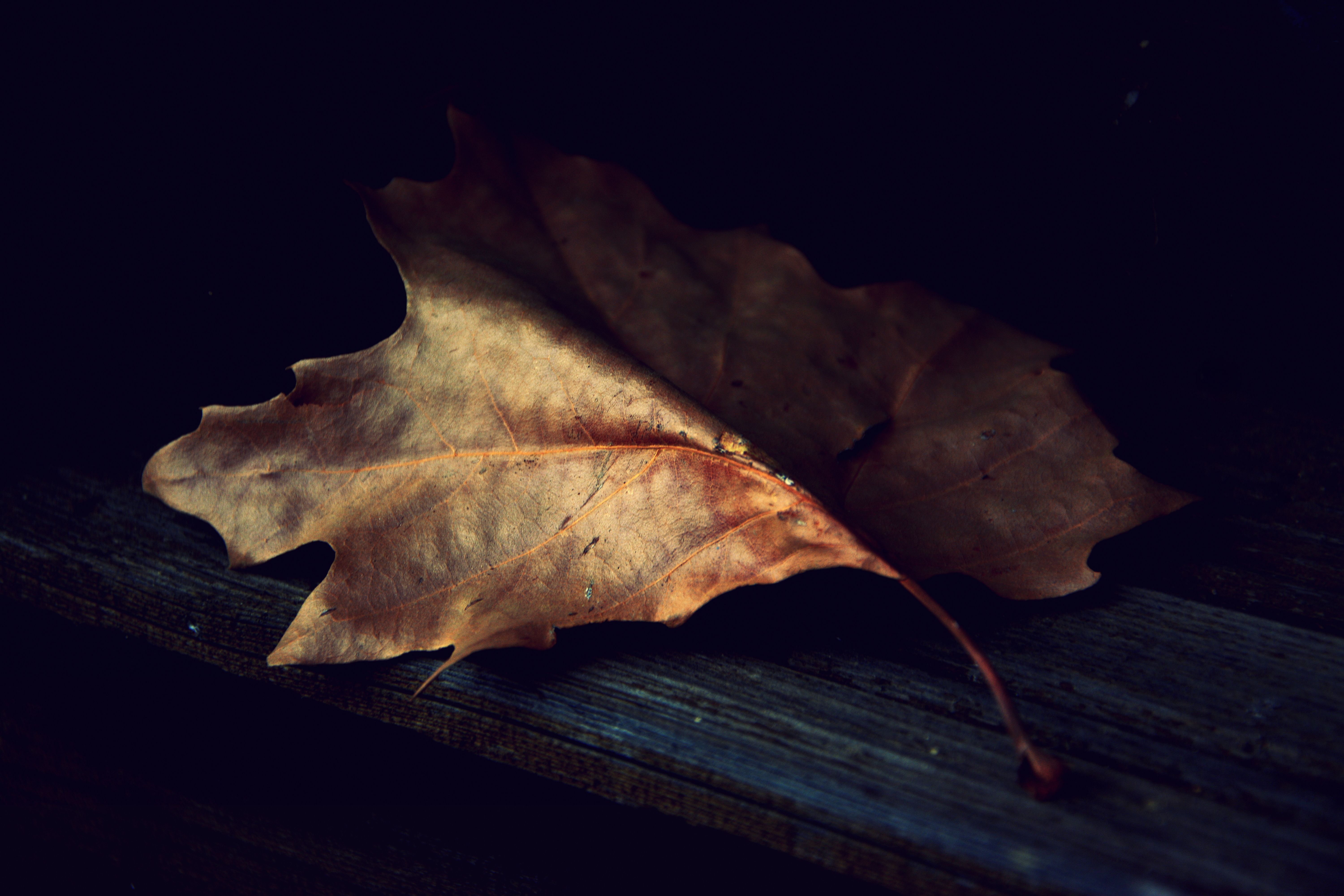 Fall Simple Background Photos, Download The BEST Free Fall Simple ...