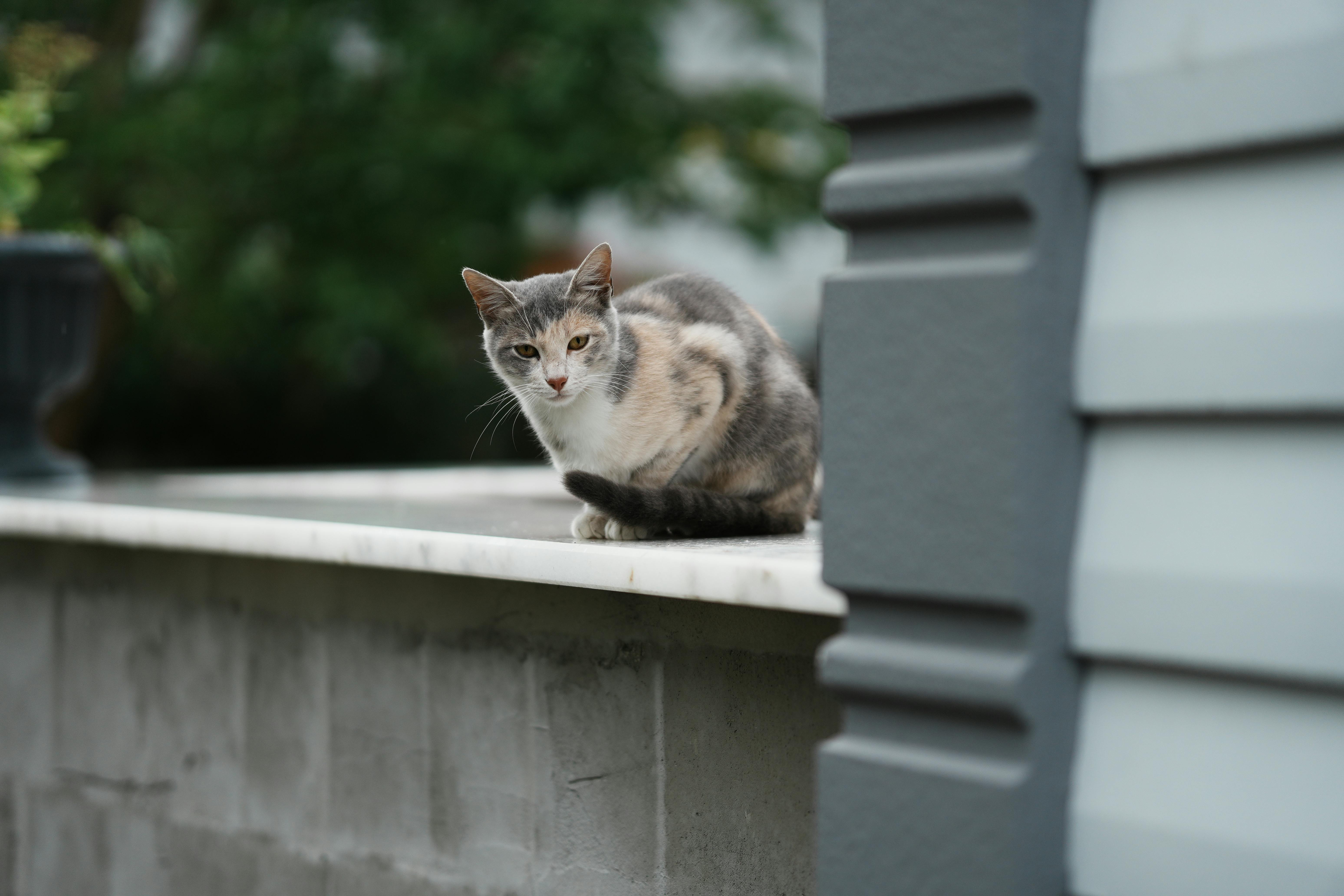 Grey Pfp Photos, Download The BEST Free Grey Pfp Stock Photos & HD Images