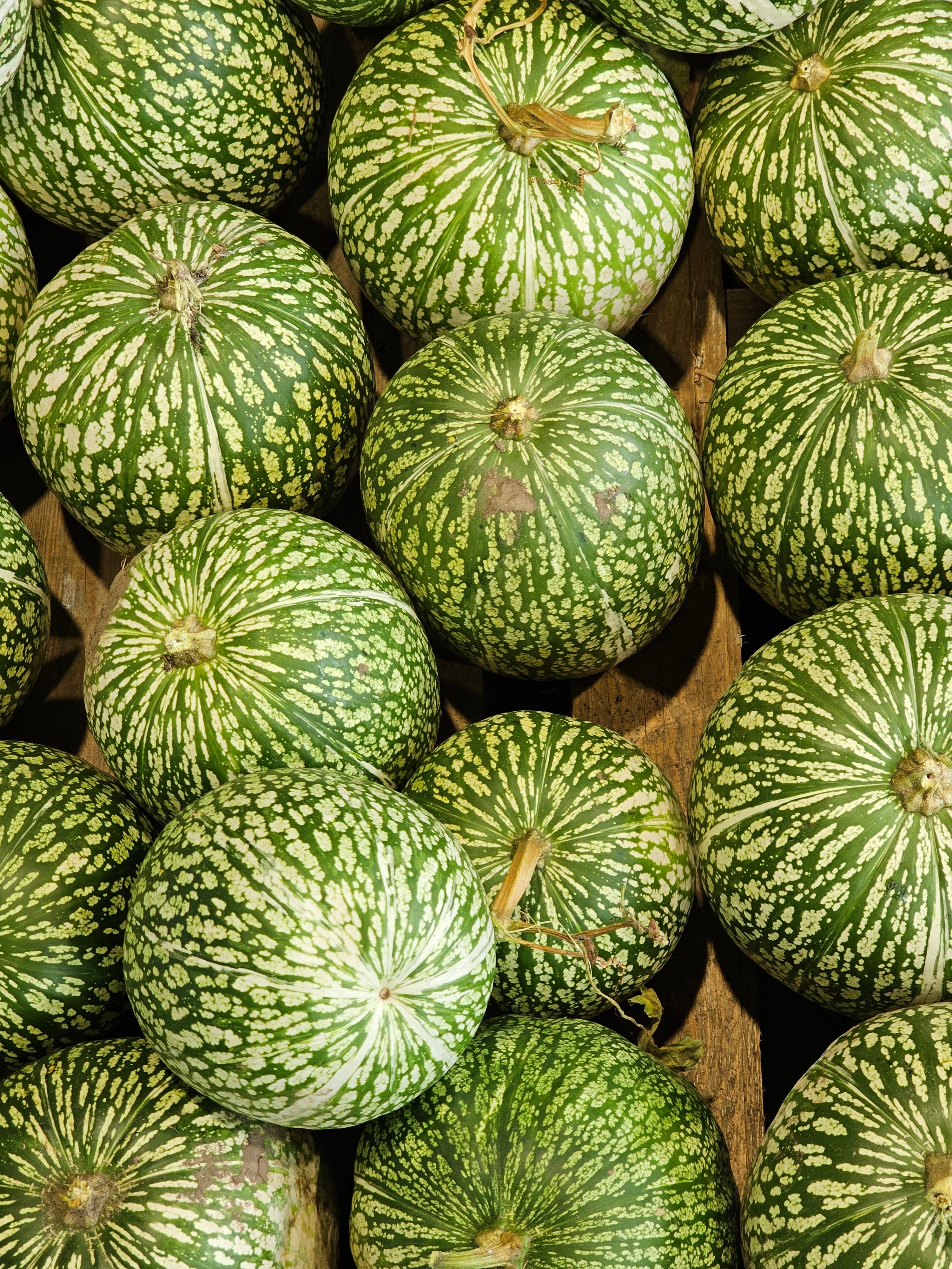 Fresh Organic Tinda Gourds Displayed Closely · Free Stock Photo