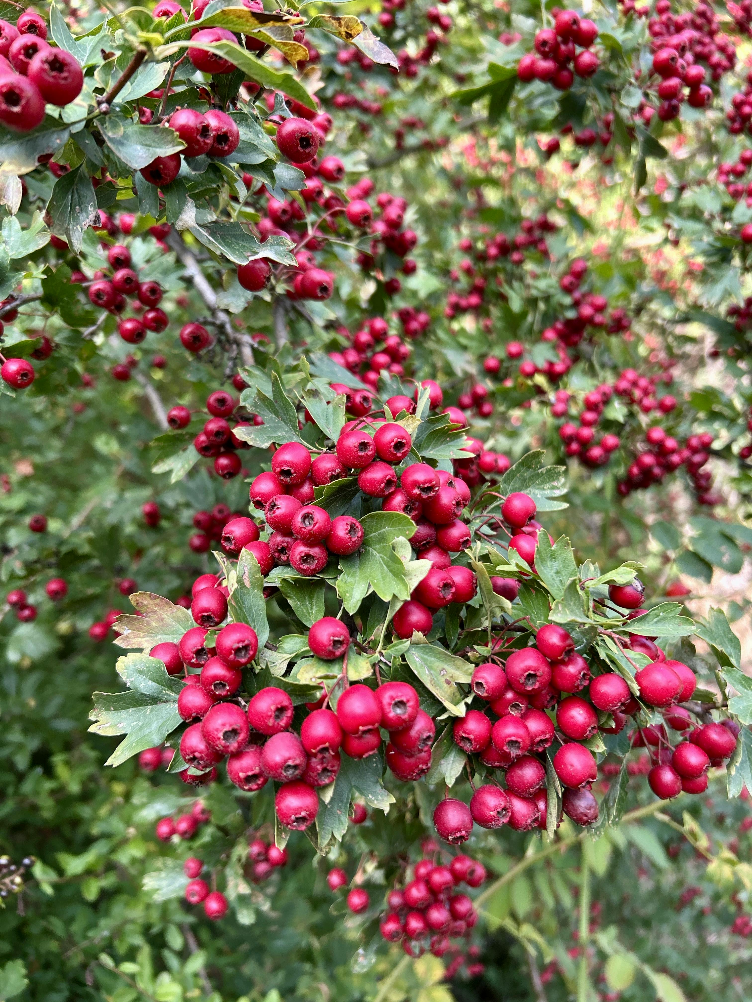 400+ Dynamo Dresden Bilder und Fotos · Kostenlos Downloaden · Pexels ...