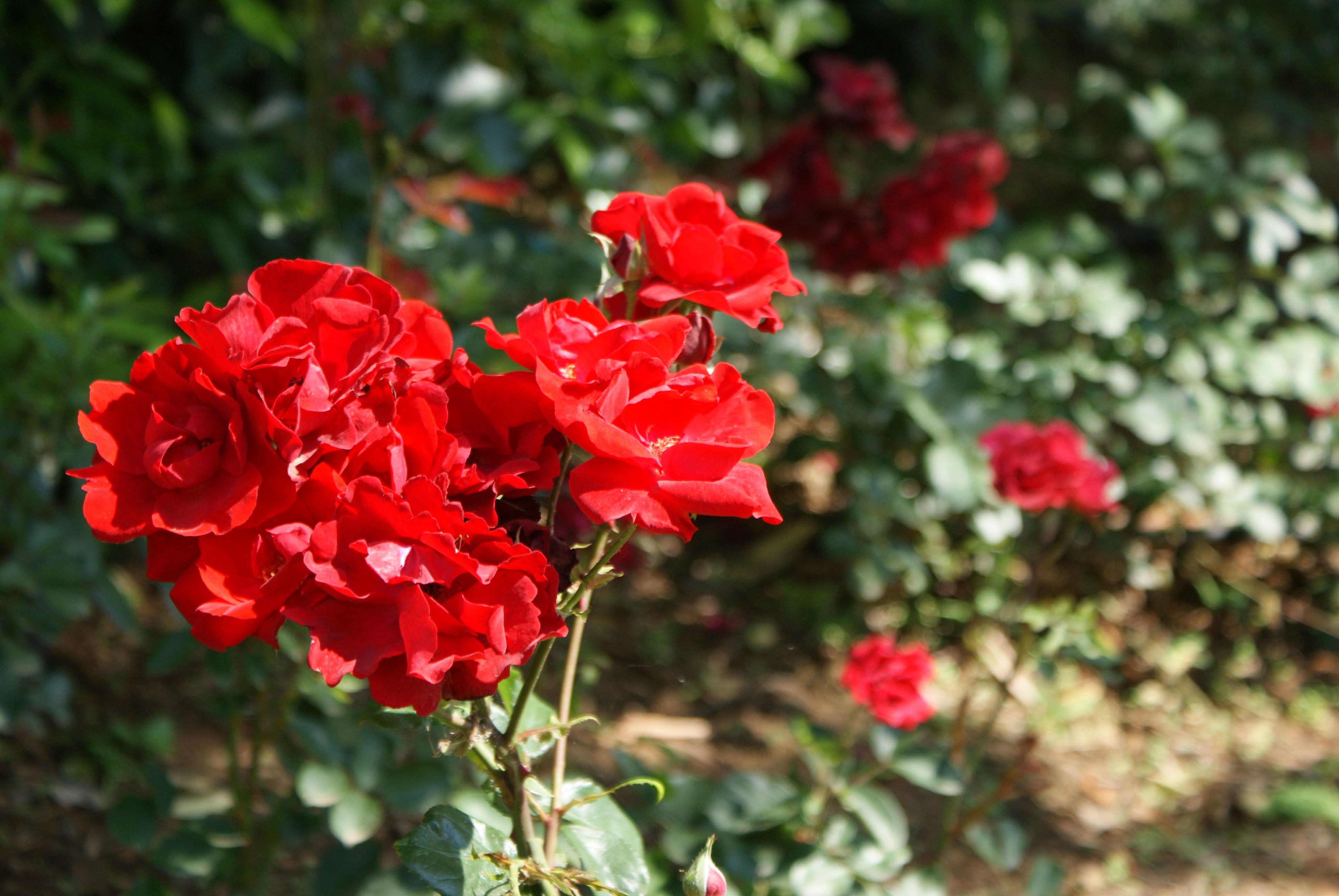 Lua Rosa Photos, Download The BEST Free Lua Rosa Stock Photos & HD Images