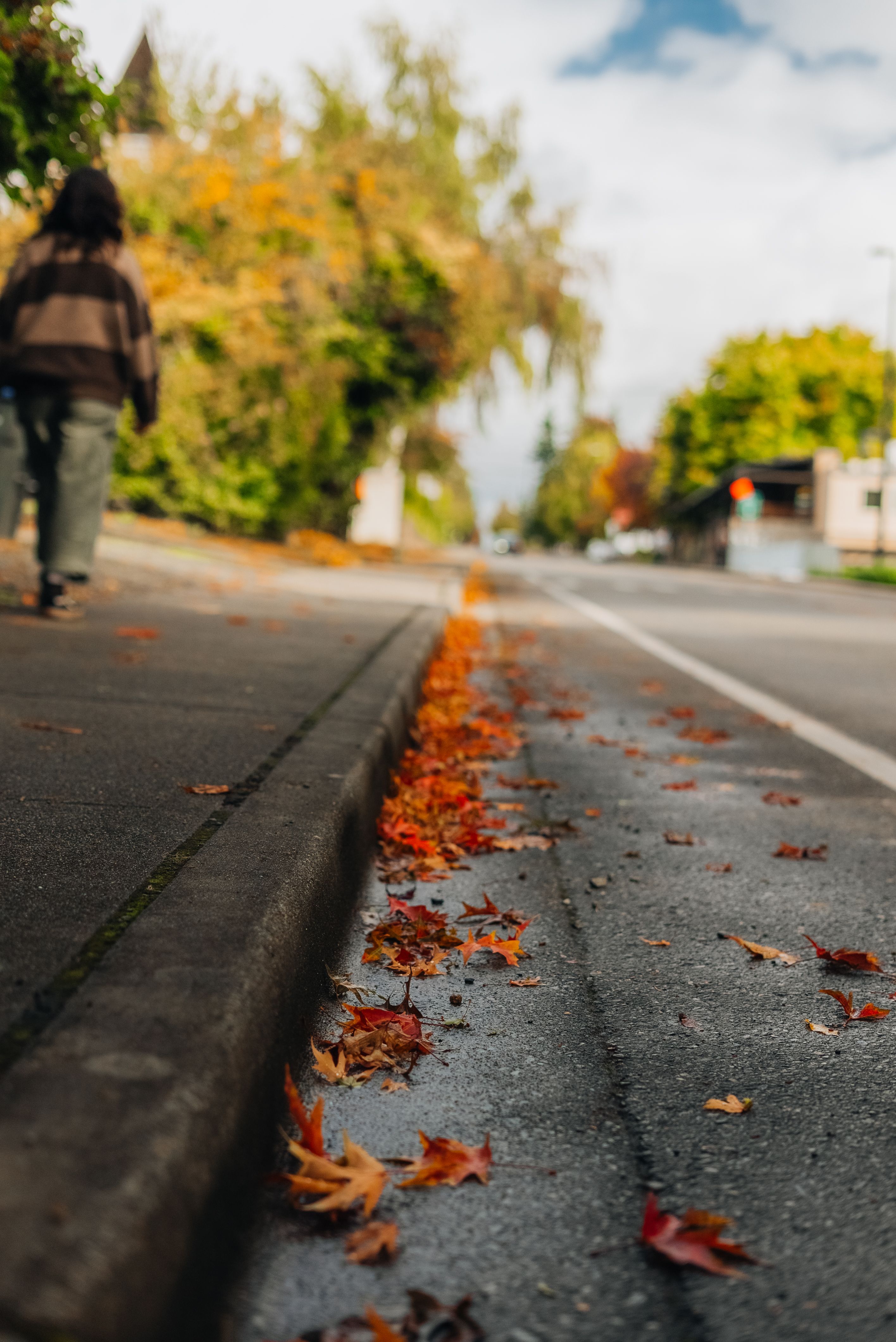 Autumn Leaves on Seattle Sidewalk · Free Stock Photo