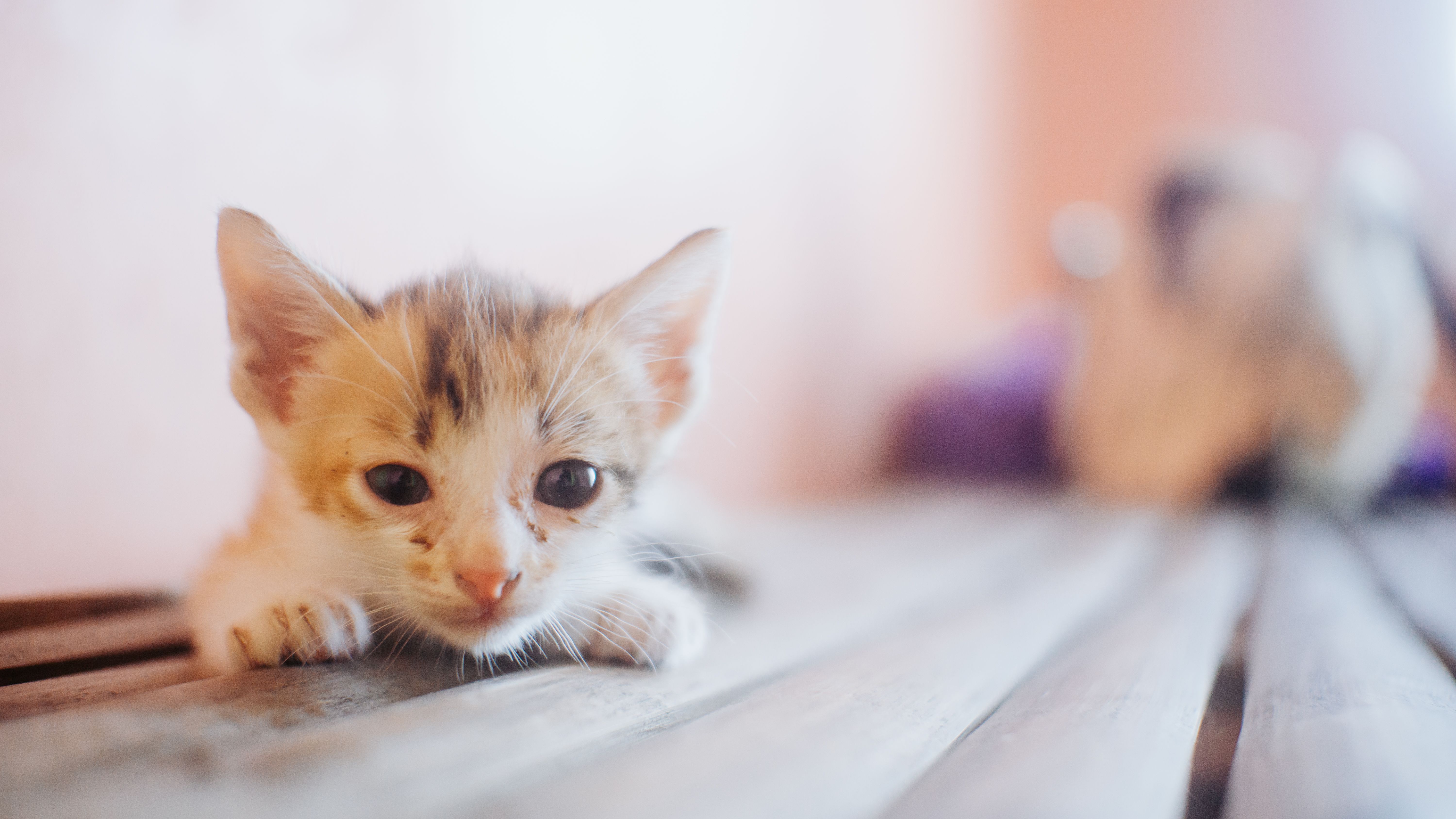 Close-up of a Cute Kitten Looking Curious · Free Stock Photo