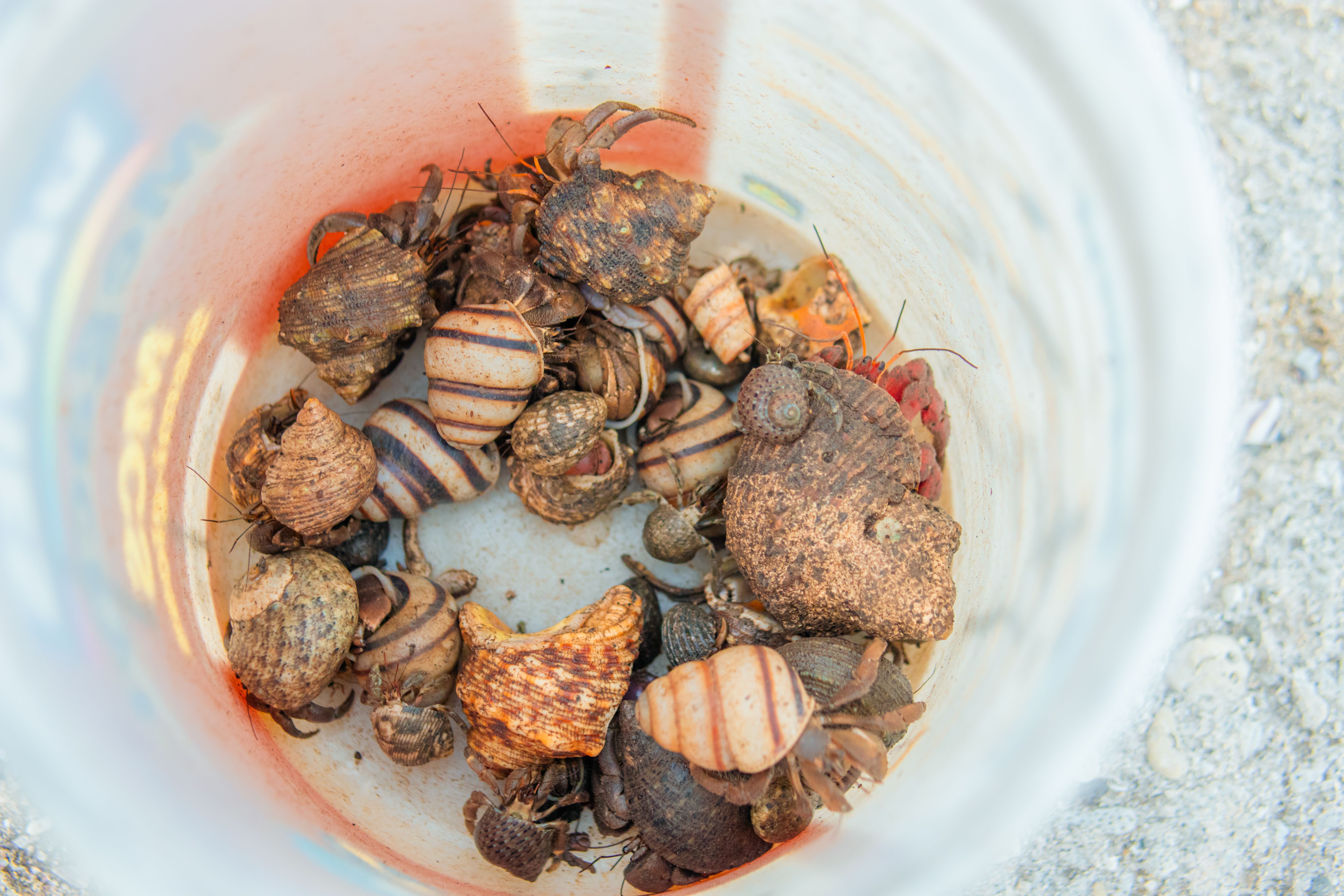 Close-up of Hermit Crabs in a Container · Free Stock Photo