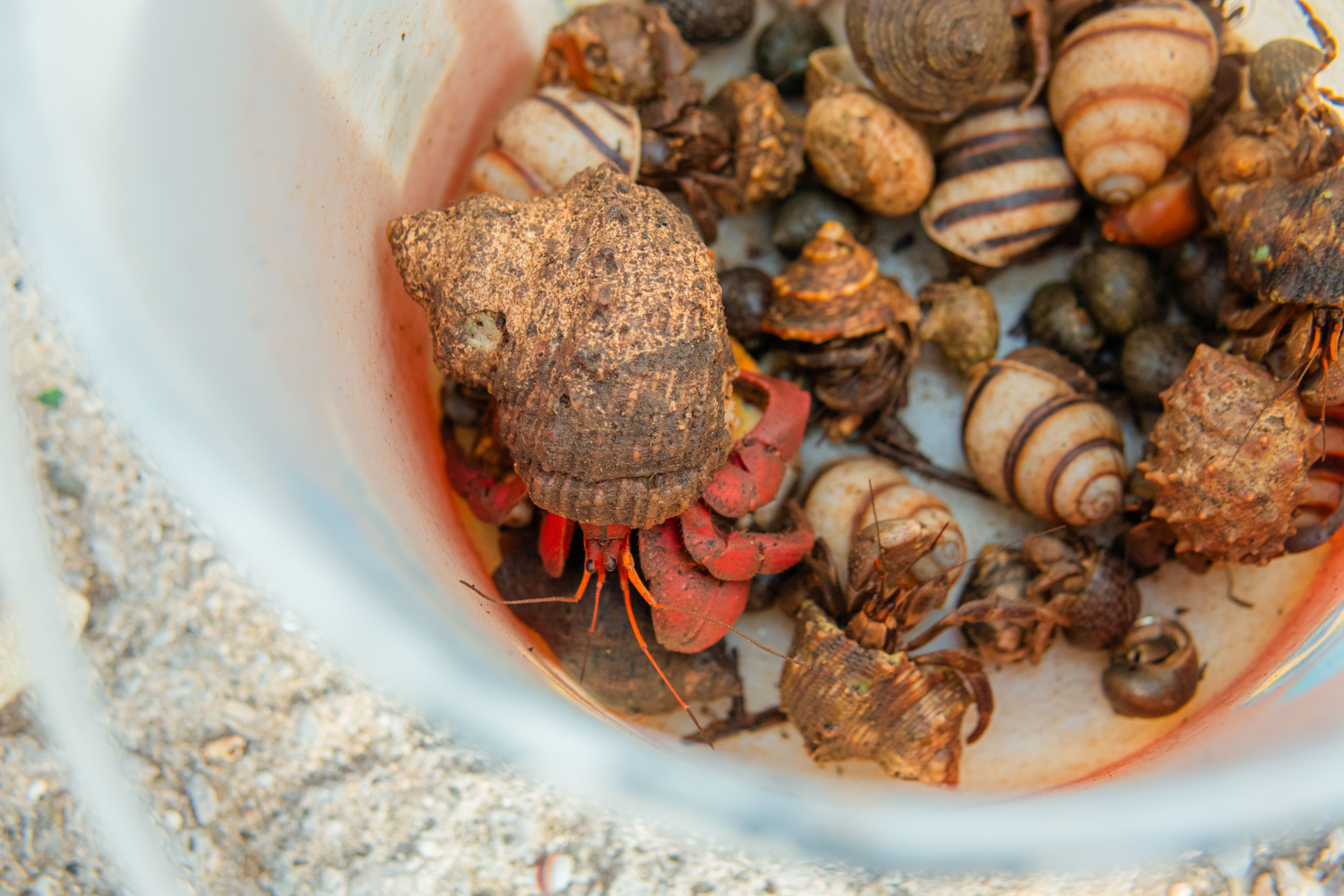 Colorful Hermit Crabs in a Sand-Filled Container · Free Stock Photo