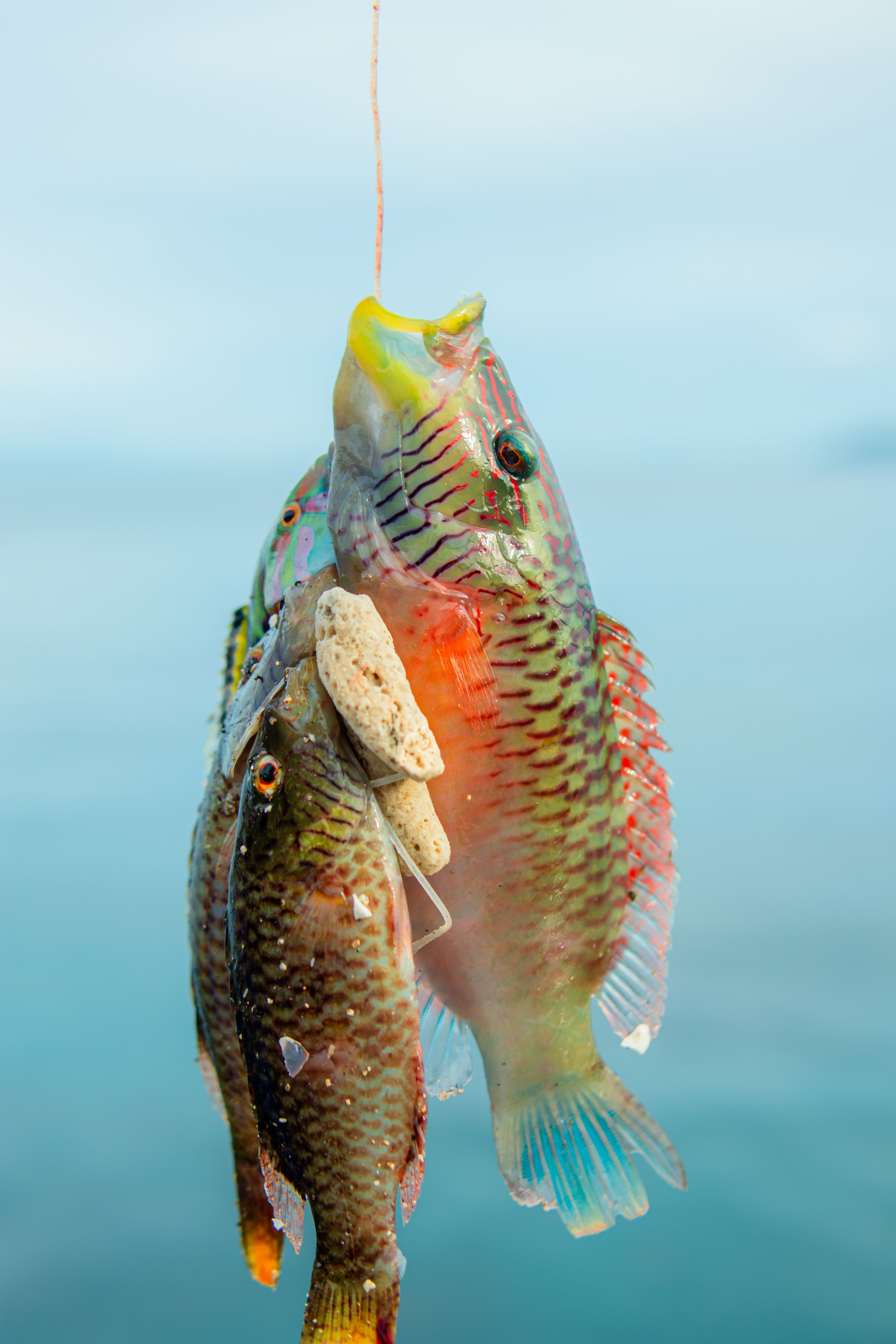 Colorful Tropical Fish Caught on Hook · Free Stock Photo