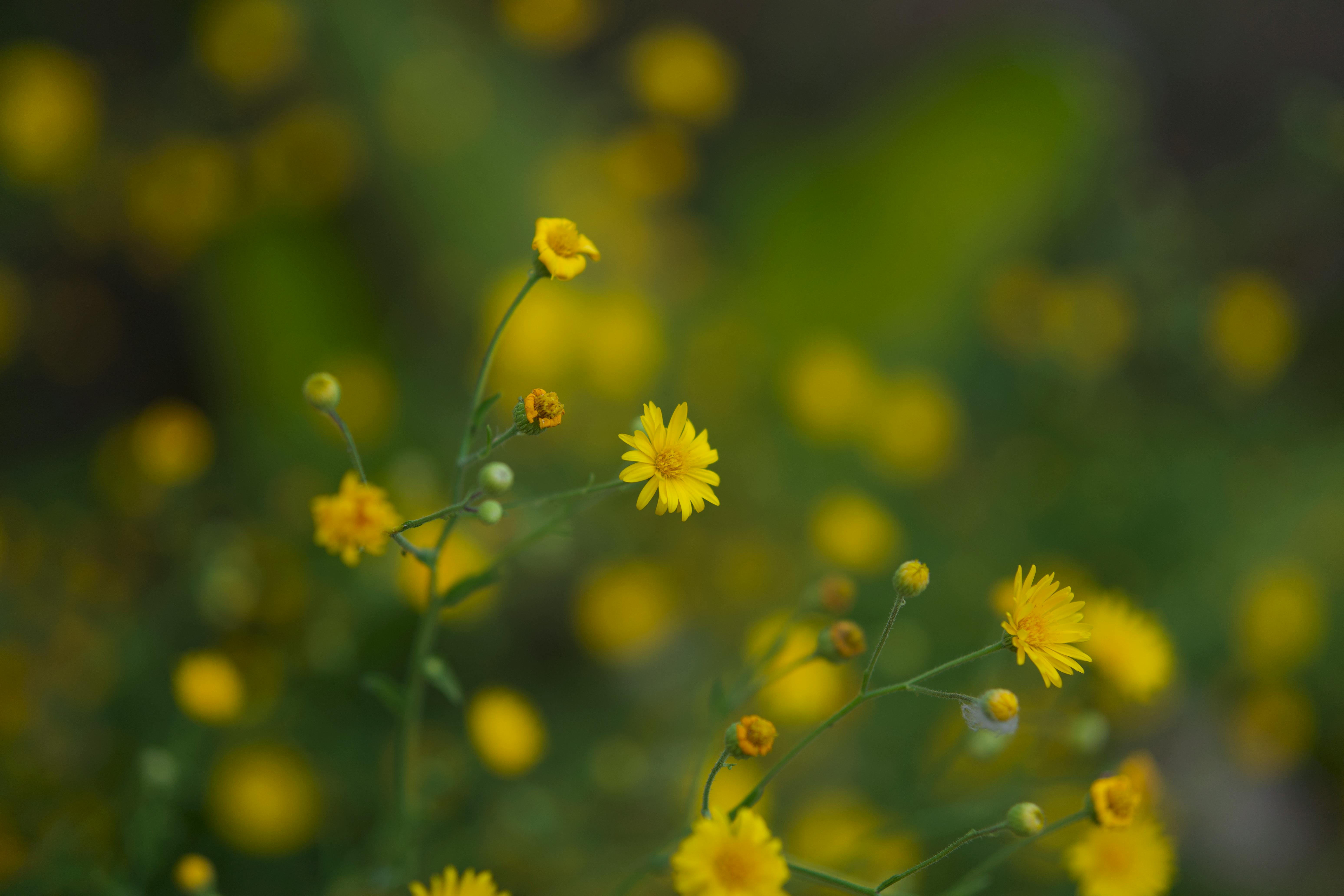 Bokeh Jepang Langsung Terbuka Photos, Download The BEST Free Bokeh ...