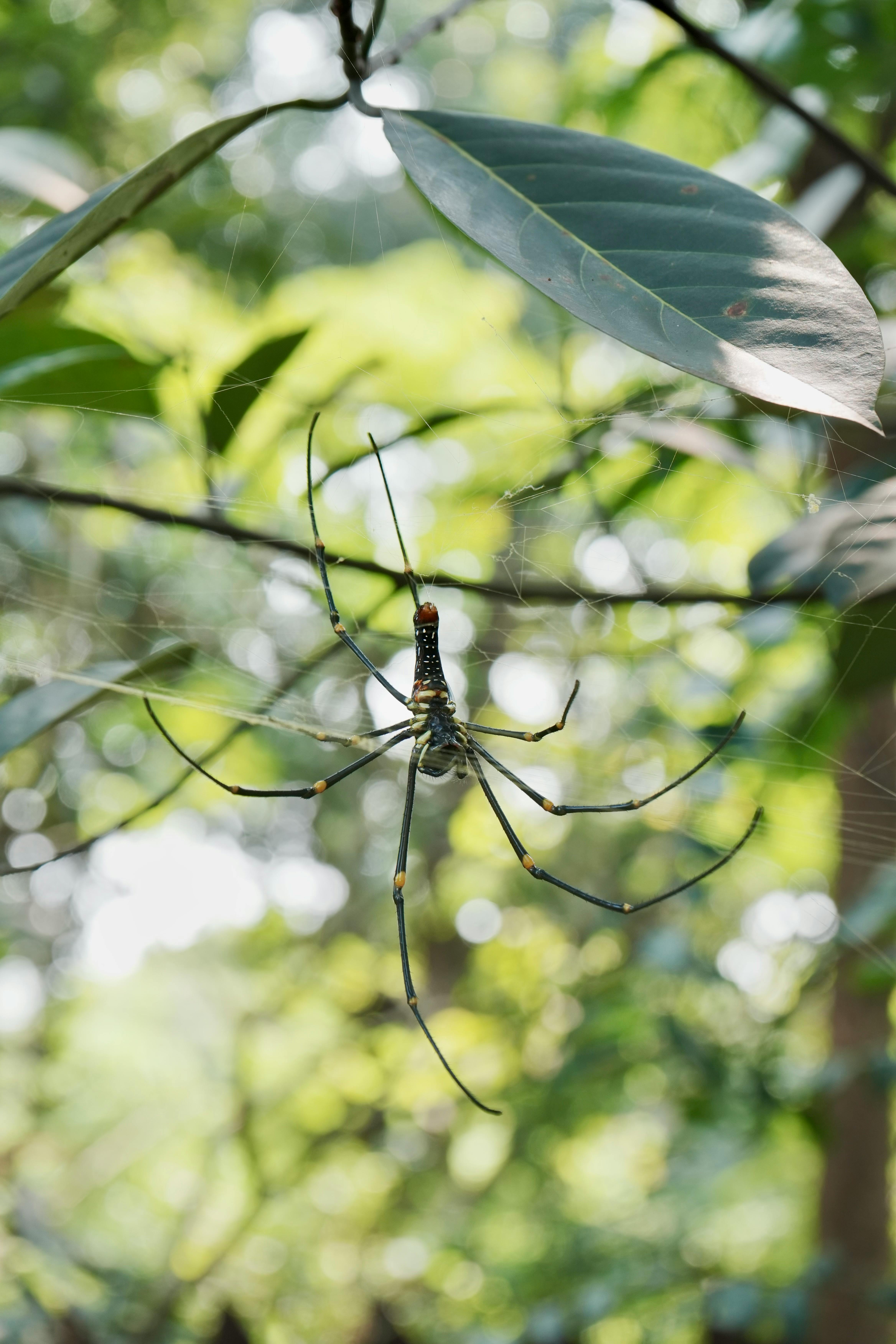 Spider Web Trees Pakistan Photos, Download The BEST Free Spider Web ...