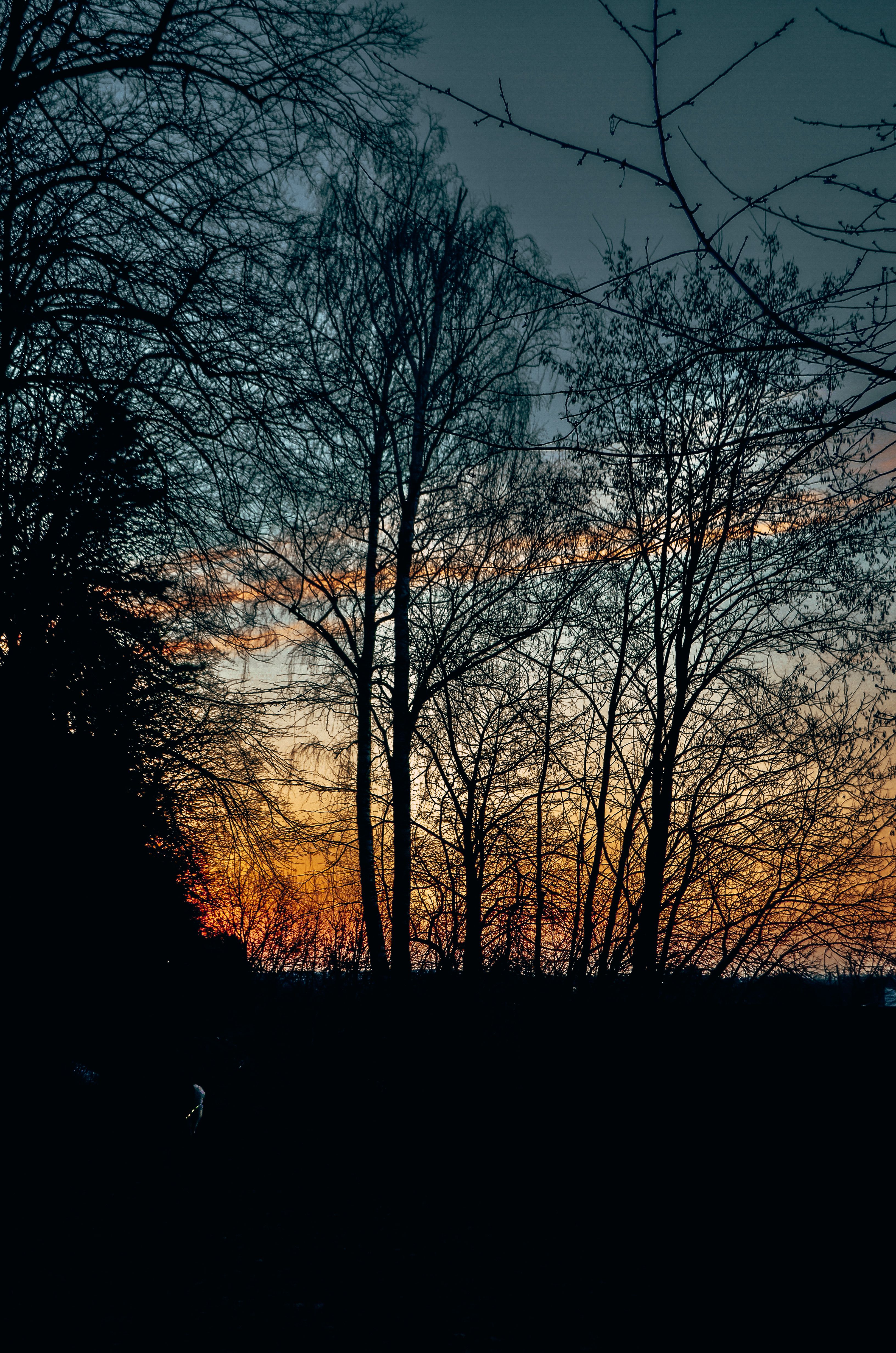Serene Winter Sunset Through Bare Trees · Free Stock Photo