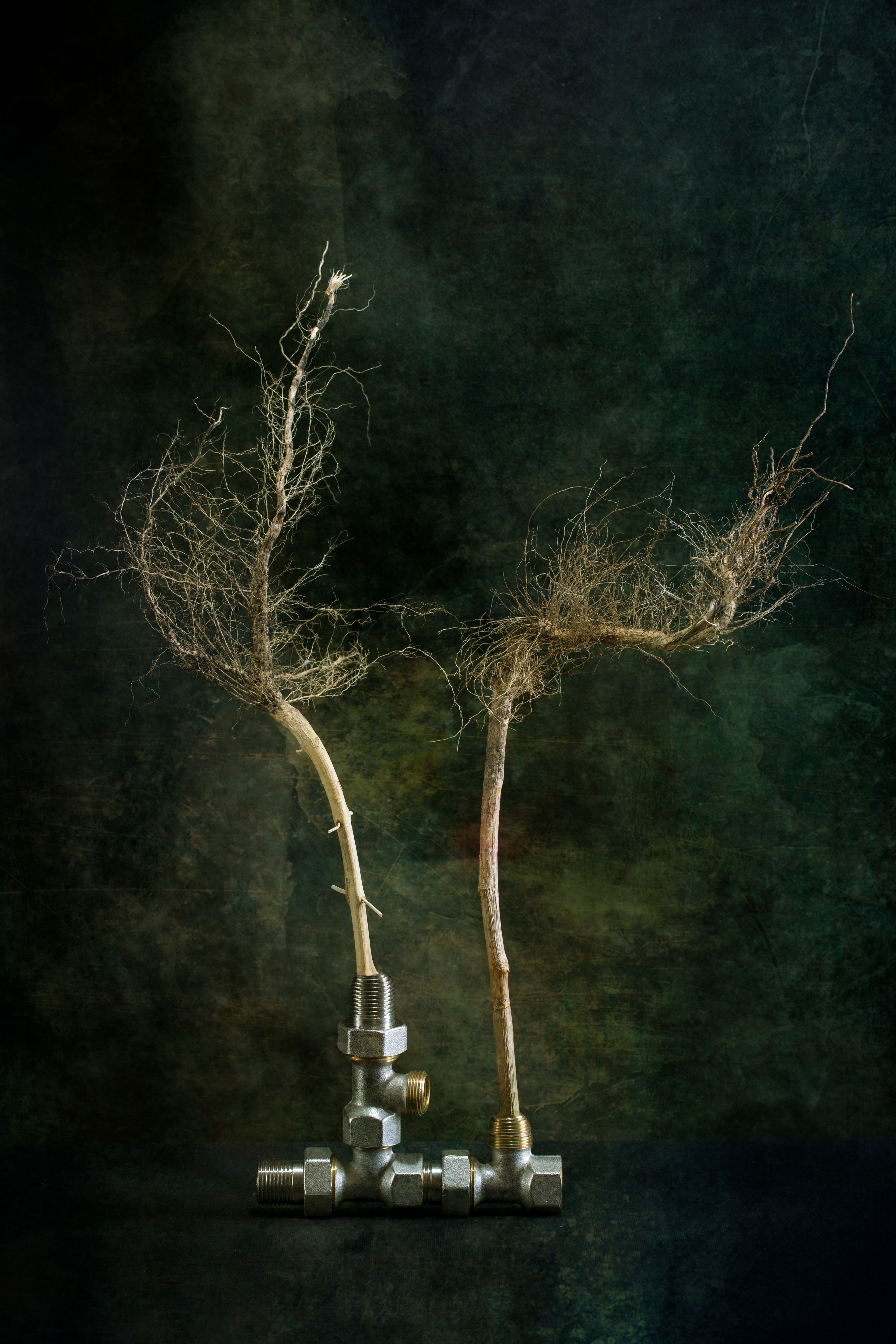 Artistic Composition with Roots and Metallic Elements · Free Stock Photo