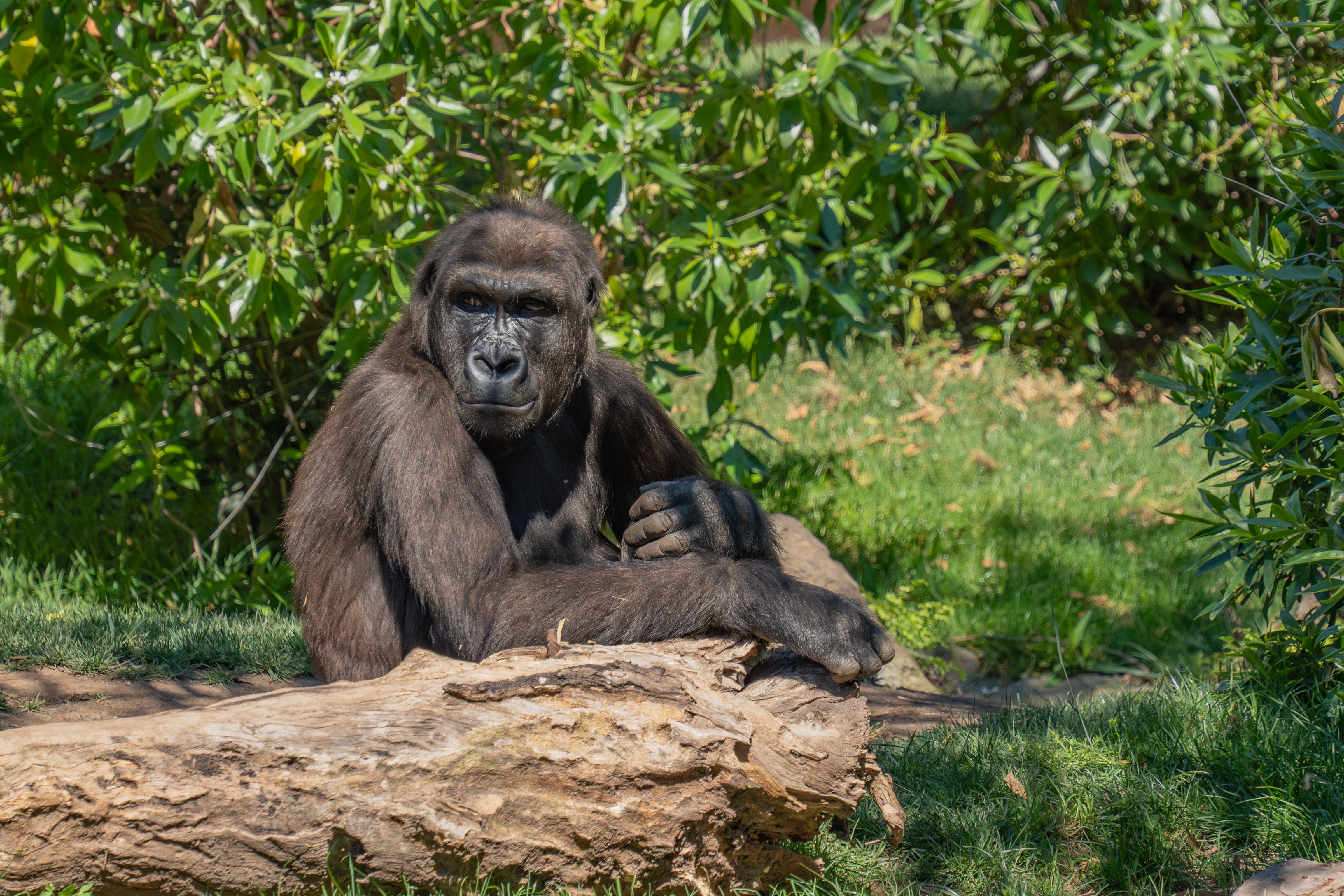 Relaxed Gorilla Resting in Valencia Zoo · Free Stock Photo