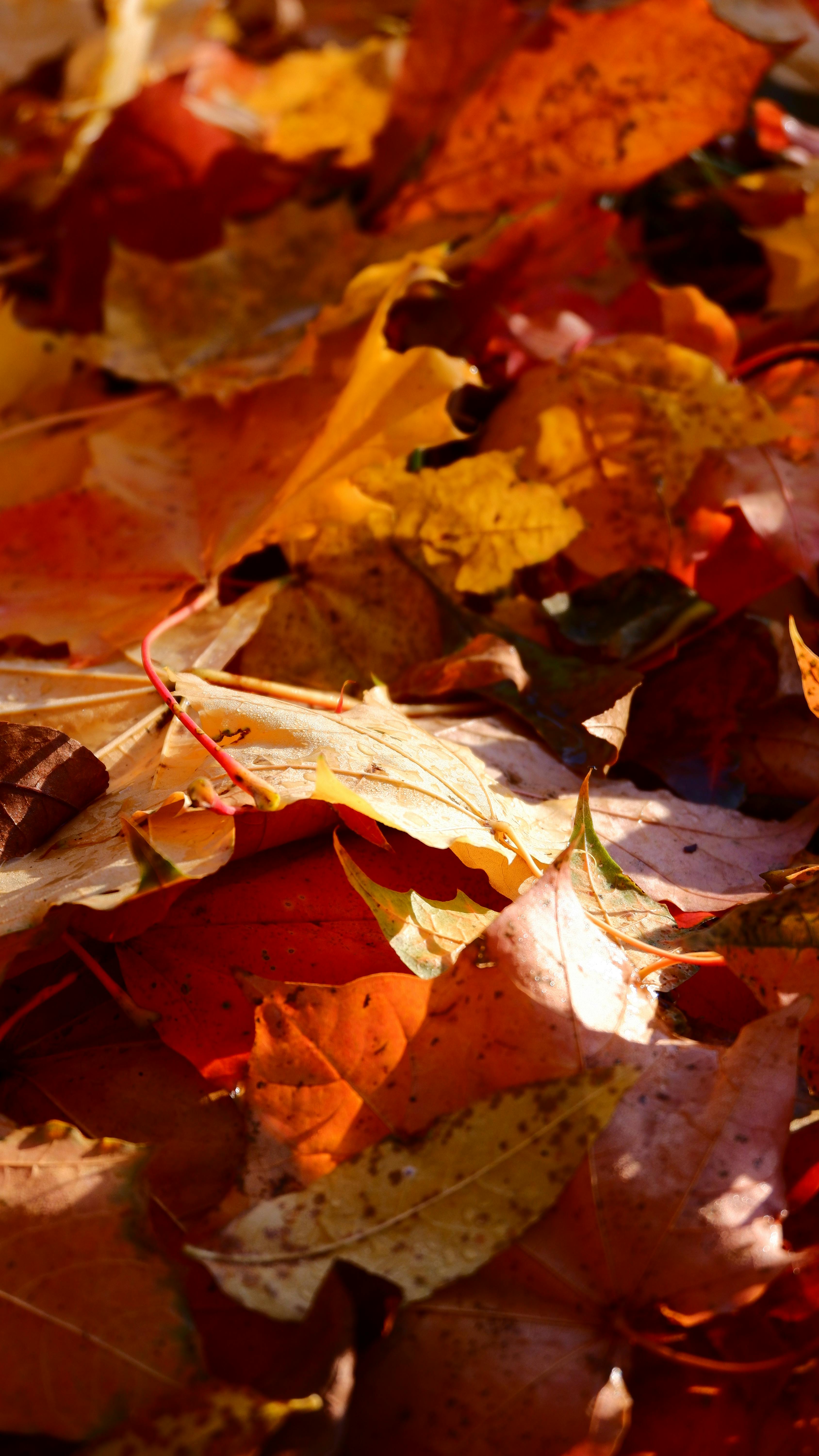 Red Light Background Photos, Download The BEST Free Red Light ...