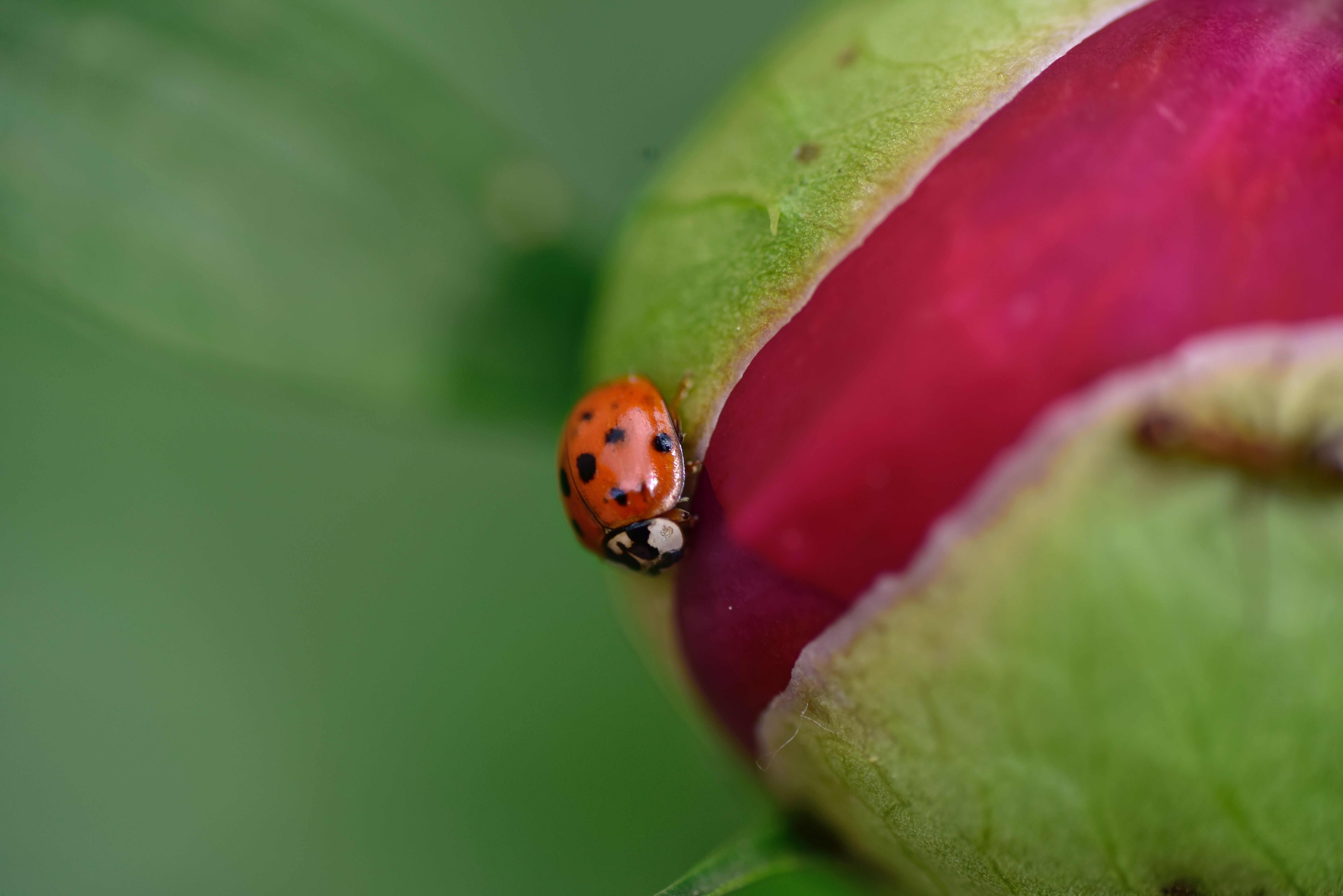 Ladybug on Peony Bud in Shelby, Ohio Garden · Free Stock Photo