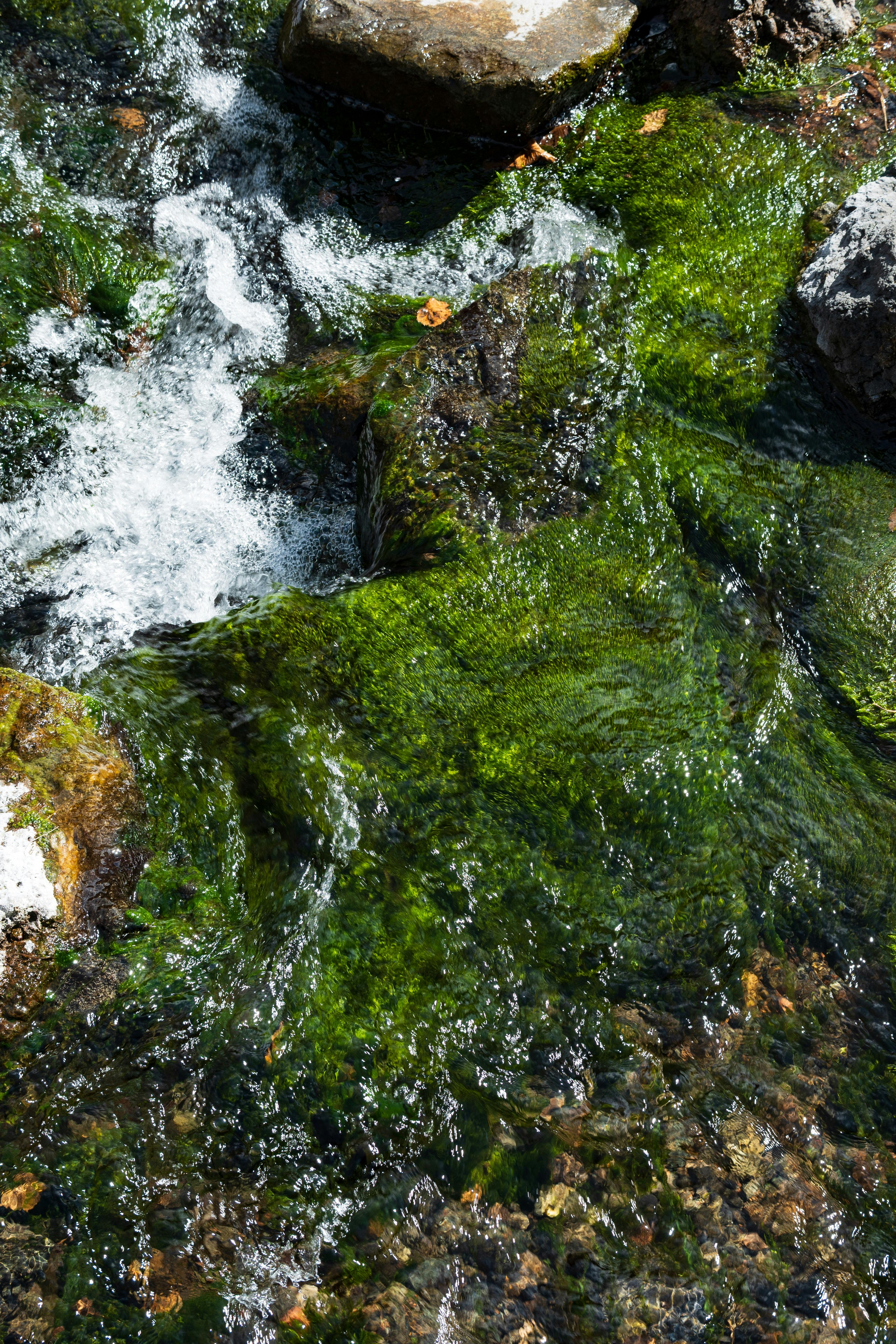 Refreshing Stream with Vibrant Green Algae · Free Stock Photo