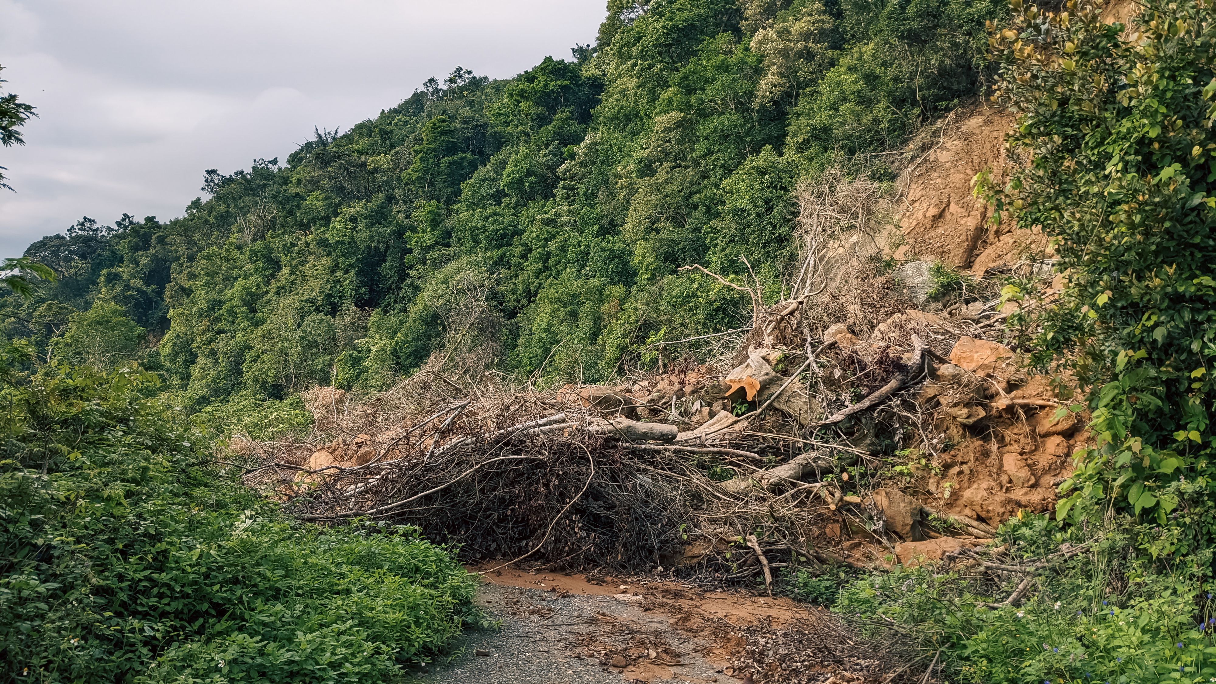 Landslide in Lush Forest, Da Nang, Vietnam · Free Stock Photo
