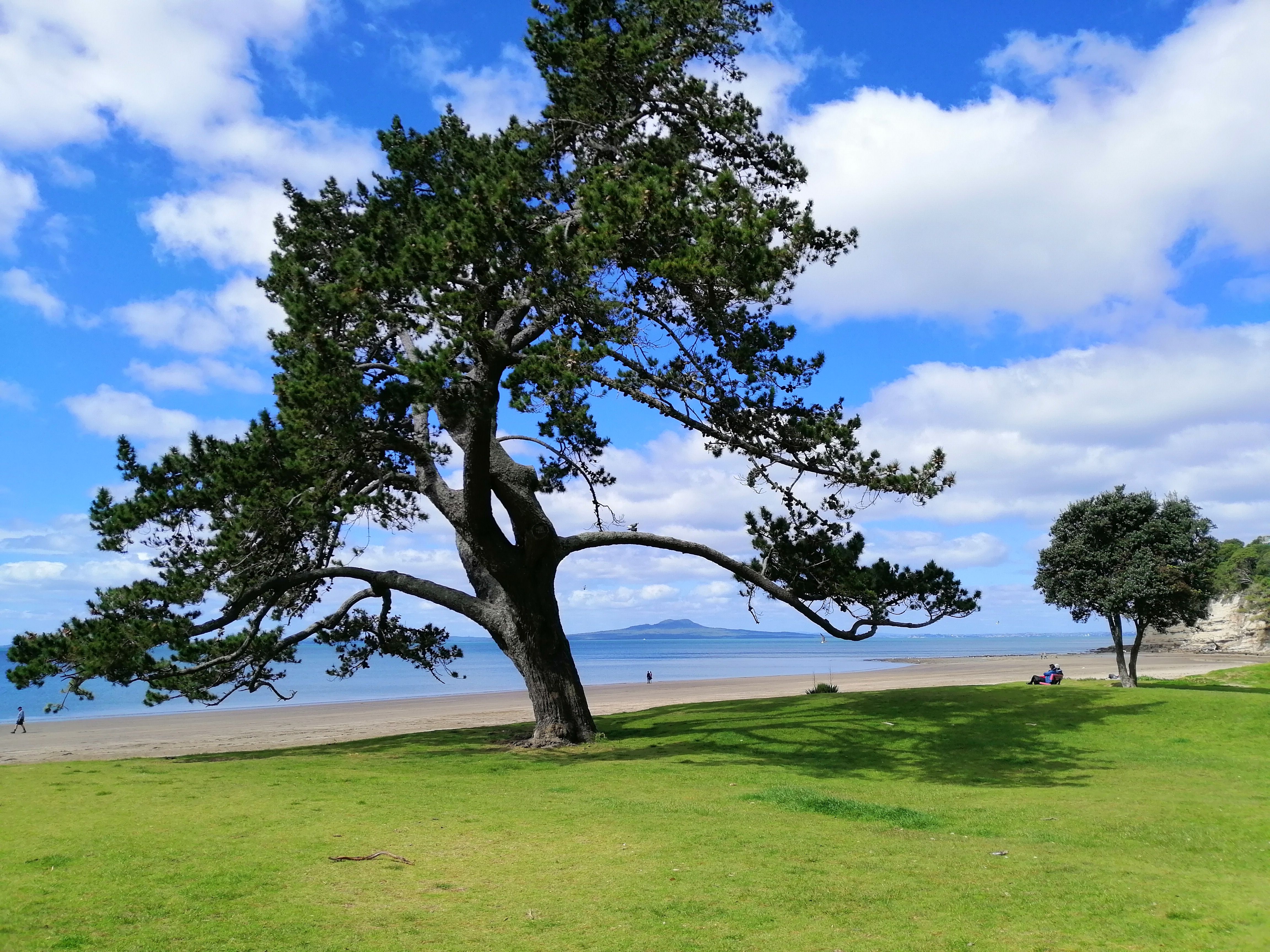 Serene Beachside Tree with Ocean View · Free Stock Photo