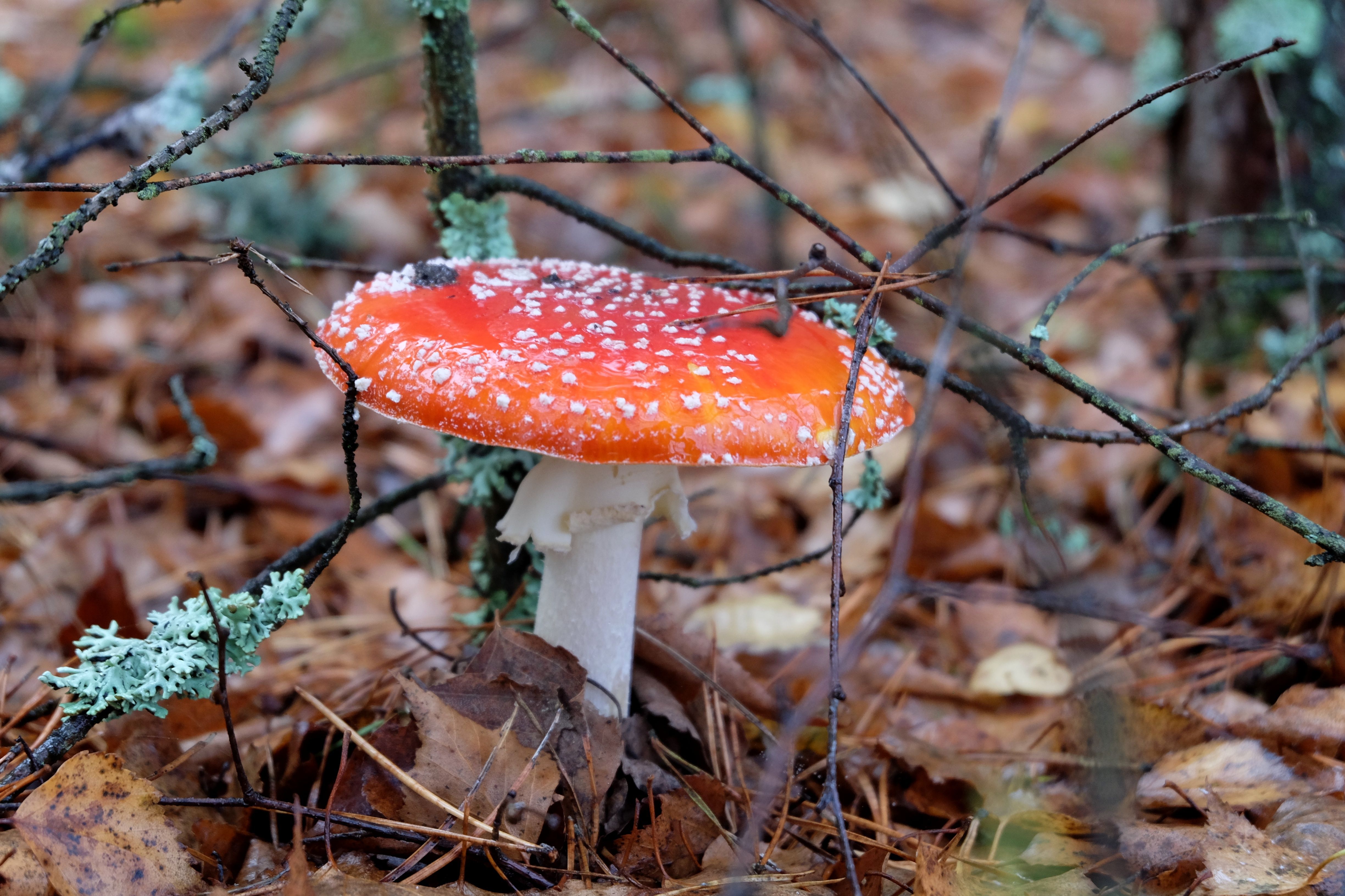 Bright Red Fly Agaric Mushroom in Forest · Free Stock Photo