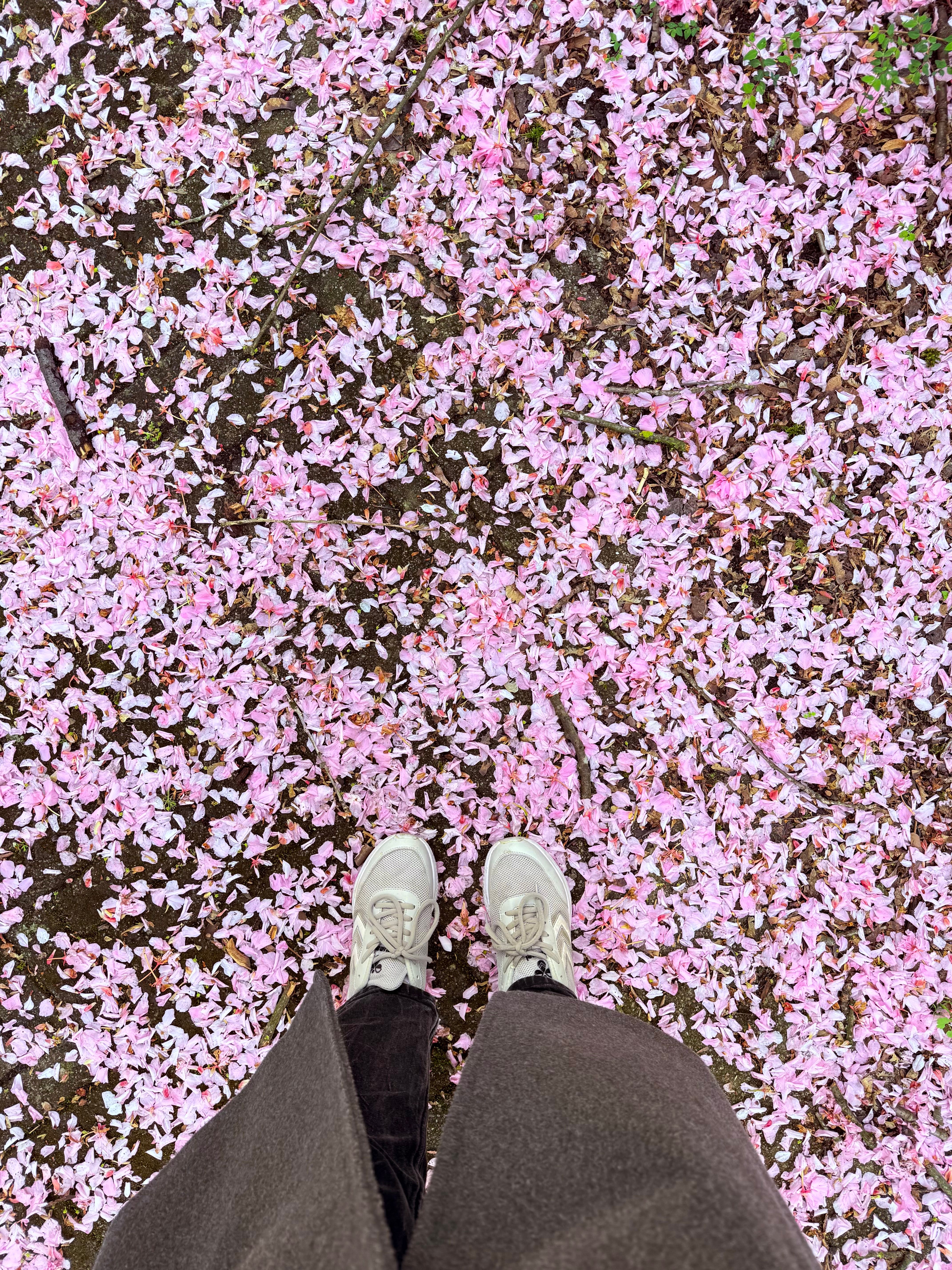Floral Tree Photos, Download The BEST Free Floral Tree Stock Photos ...