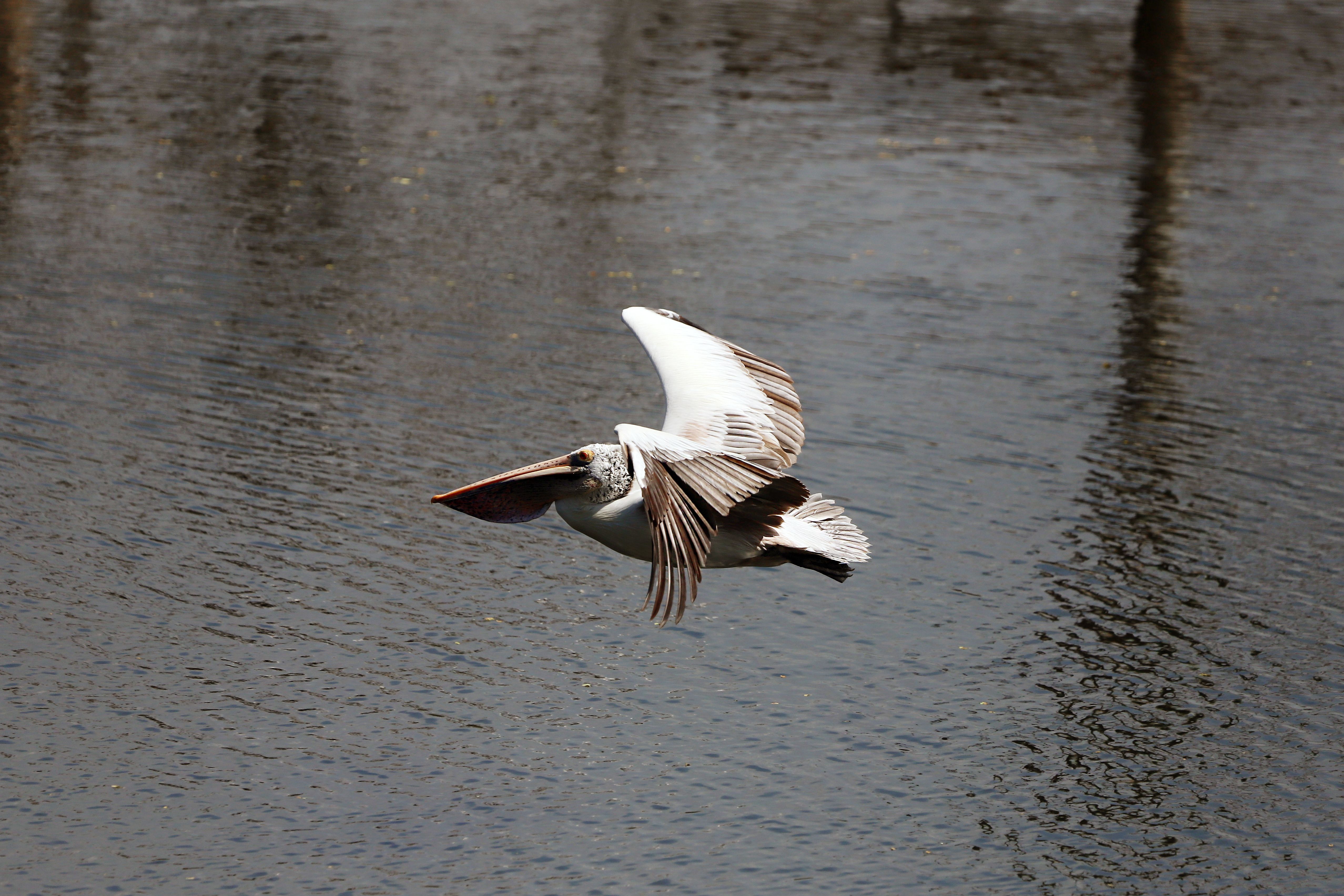 Zenitsu Bird Photos, Download The BEST Free Zenitsu Bird Stock Photos ...