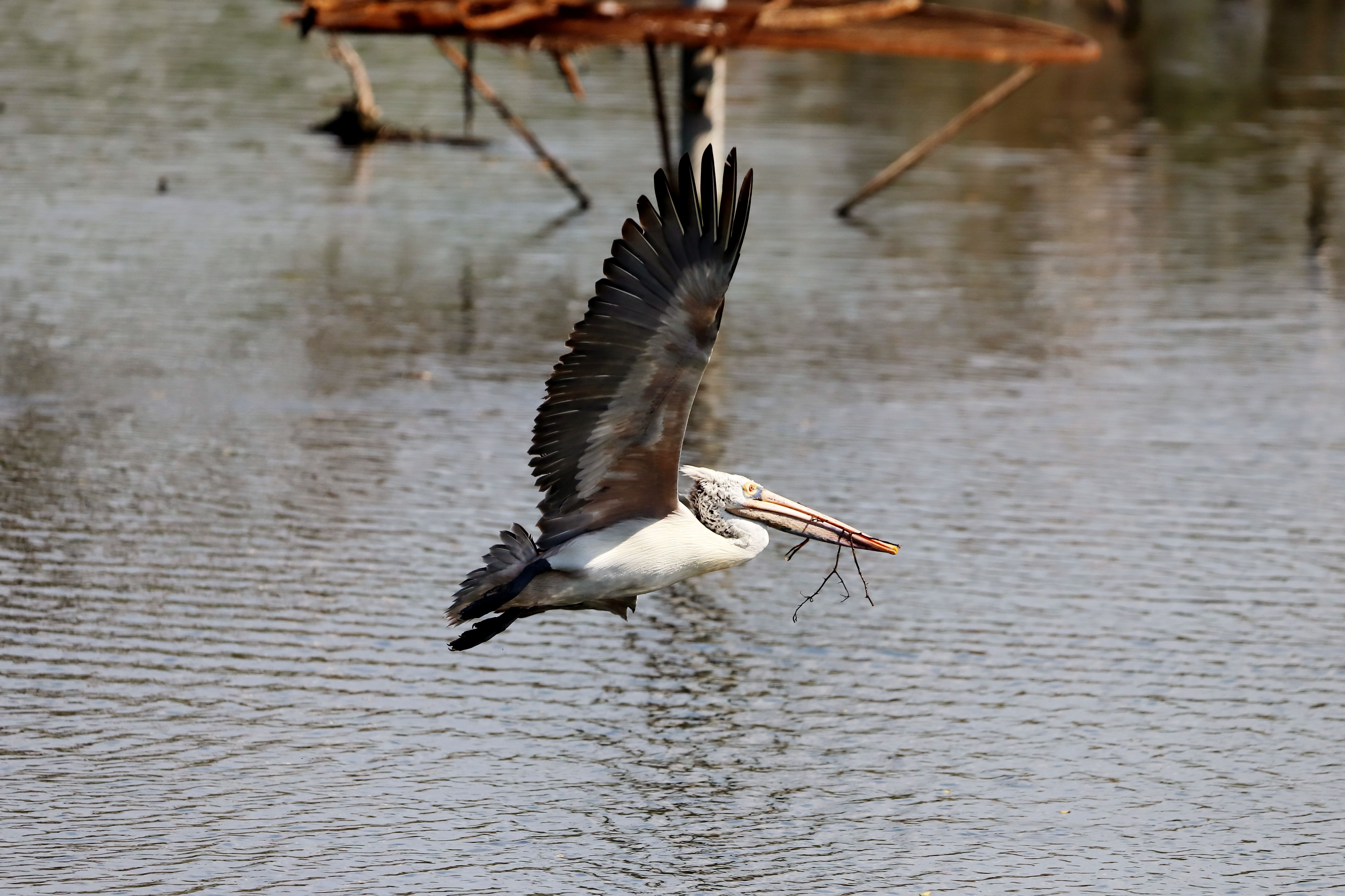 Pelican Miami Photos, Download The BEST Free Pelican Miami Stock Photos ...