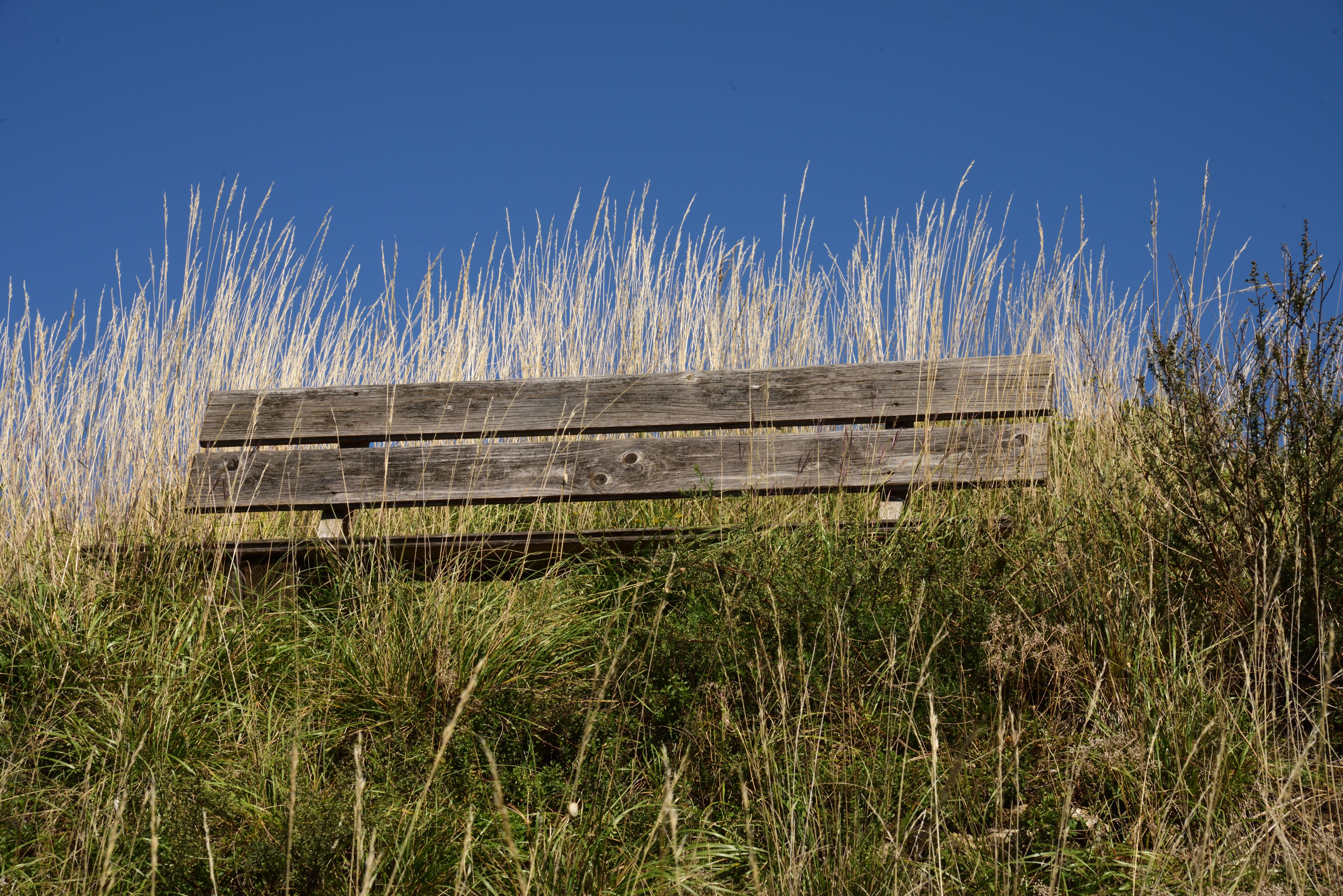 Wooden Bench in Sunlit Grassy Field in Germany · Free Stock Photo