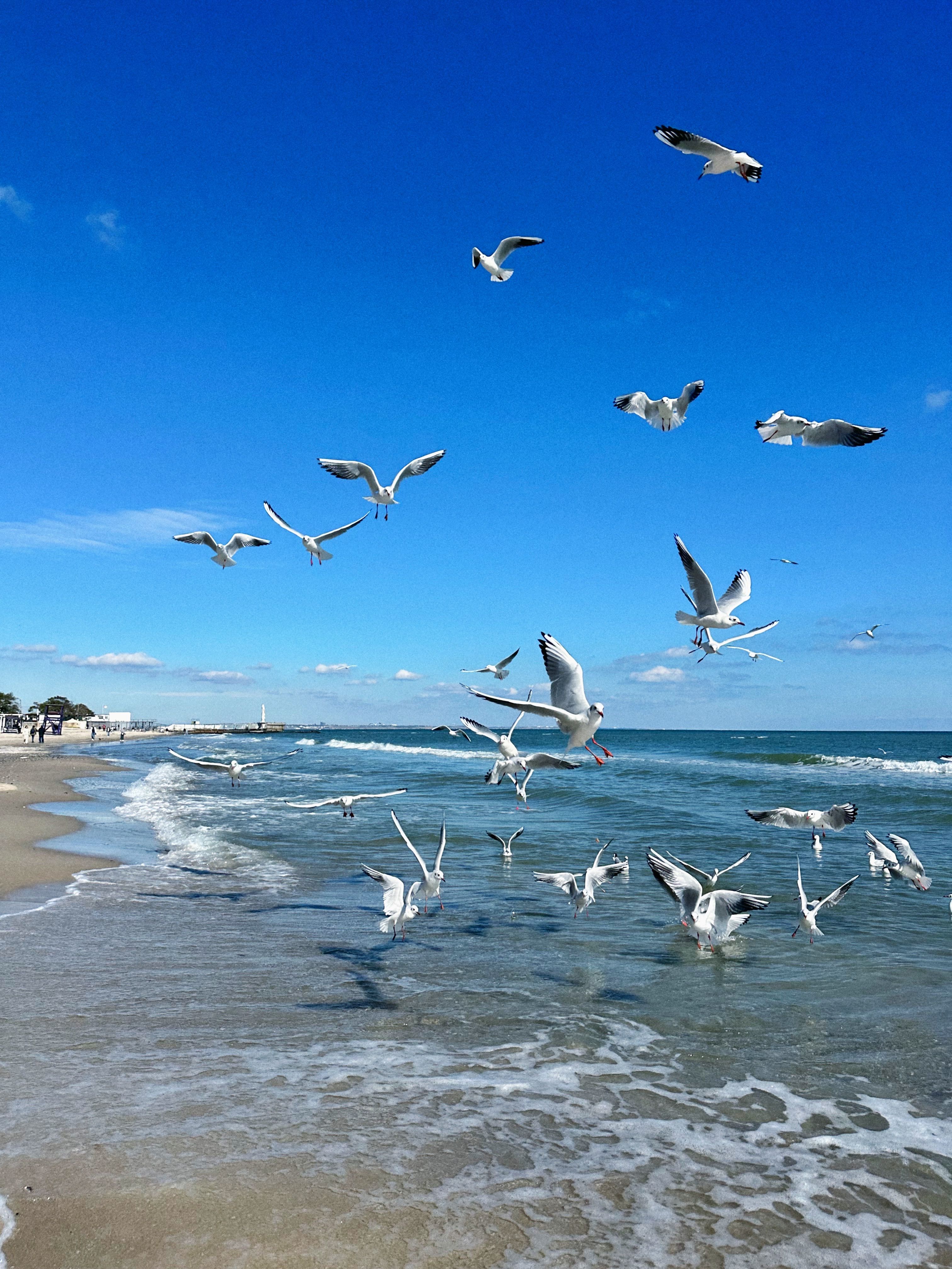 Seagulls Flying over Beach · Free Stock Photo